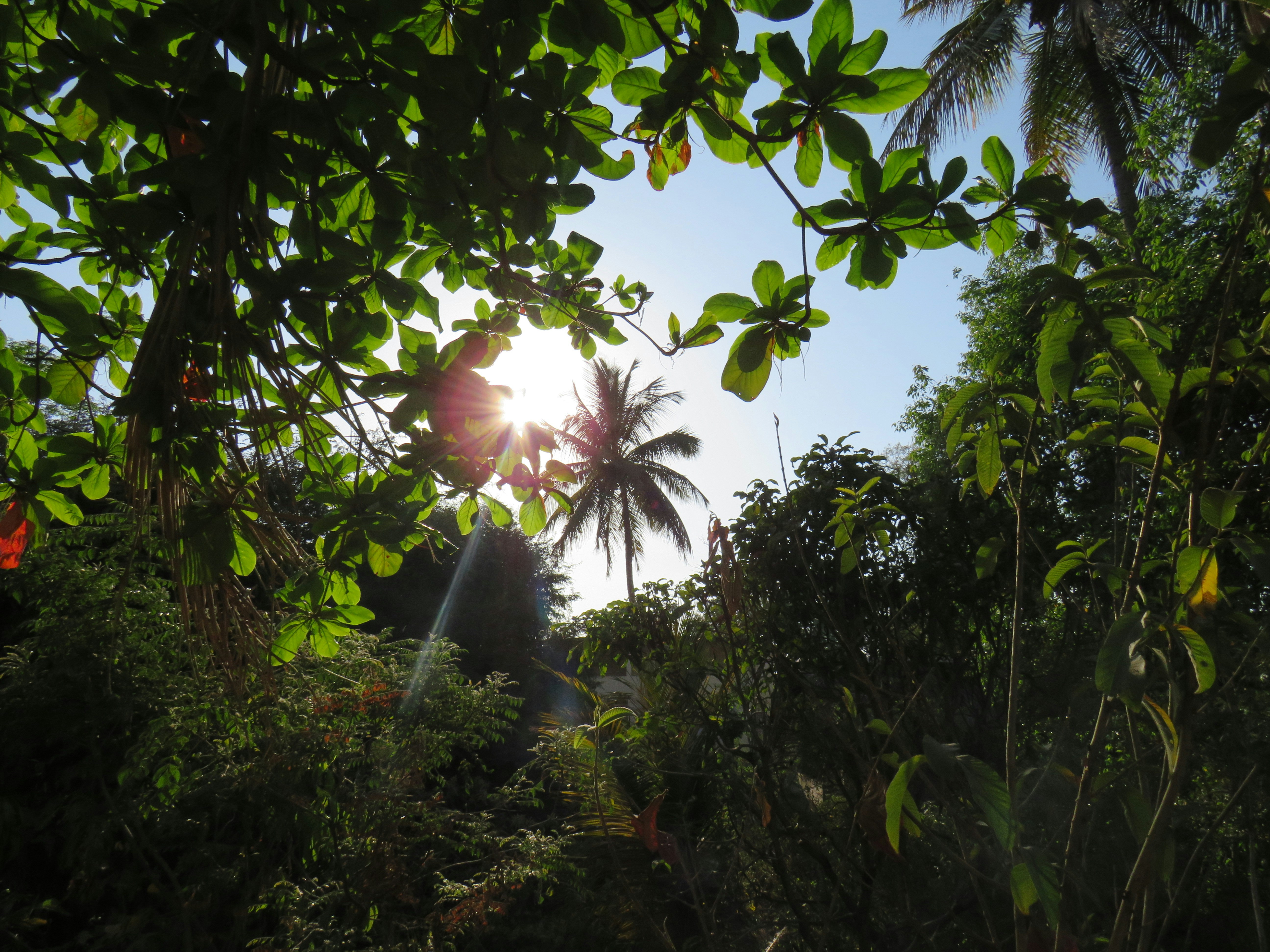 Sunlight filtering through lush green foliage with a silhouetted palm tree against a clear blue sky.