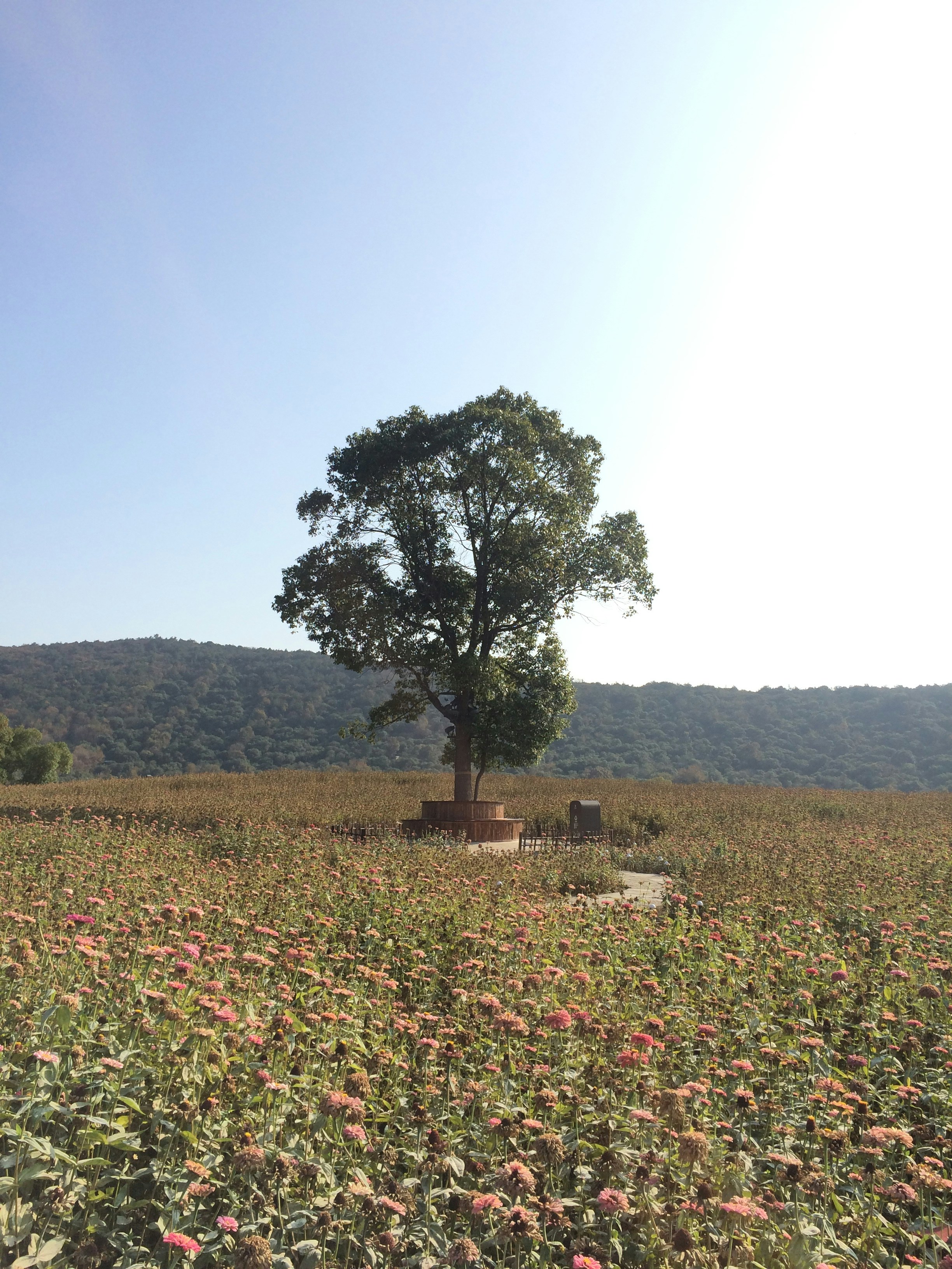 Lone tree stands tall in a field of flowering plants under a clear blue sky.