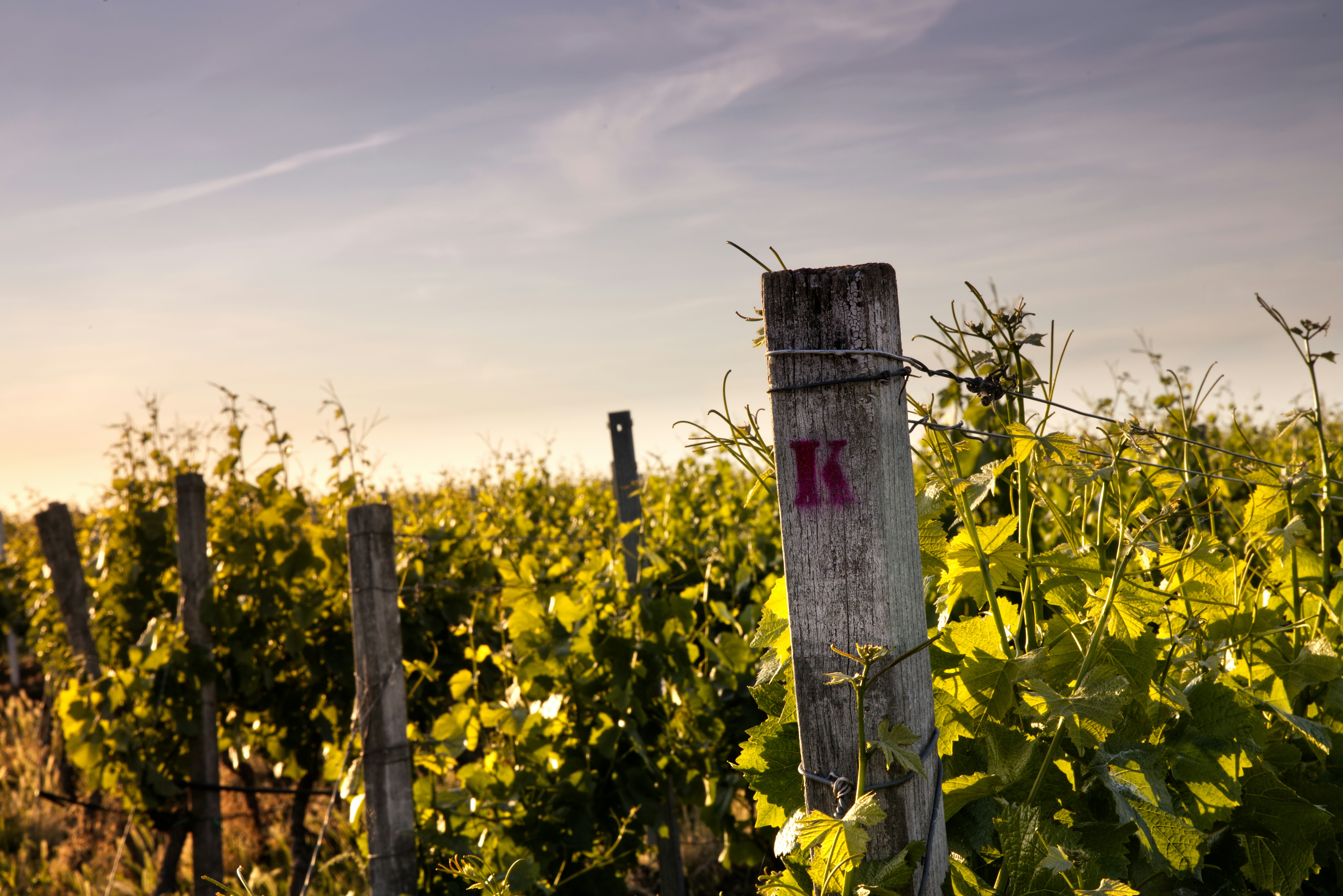 Brown wooden post with yellow flowers photo – Free Friedelsheim Image ...
