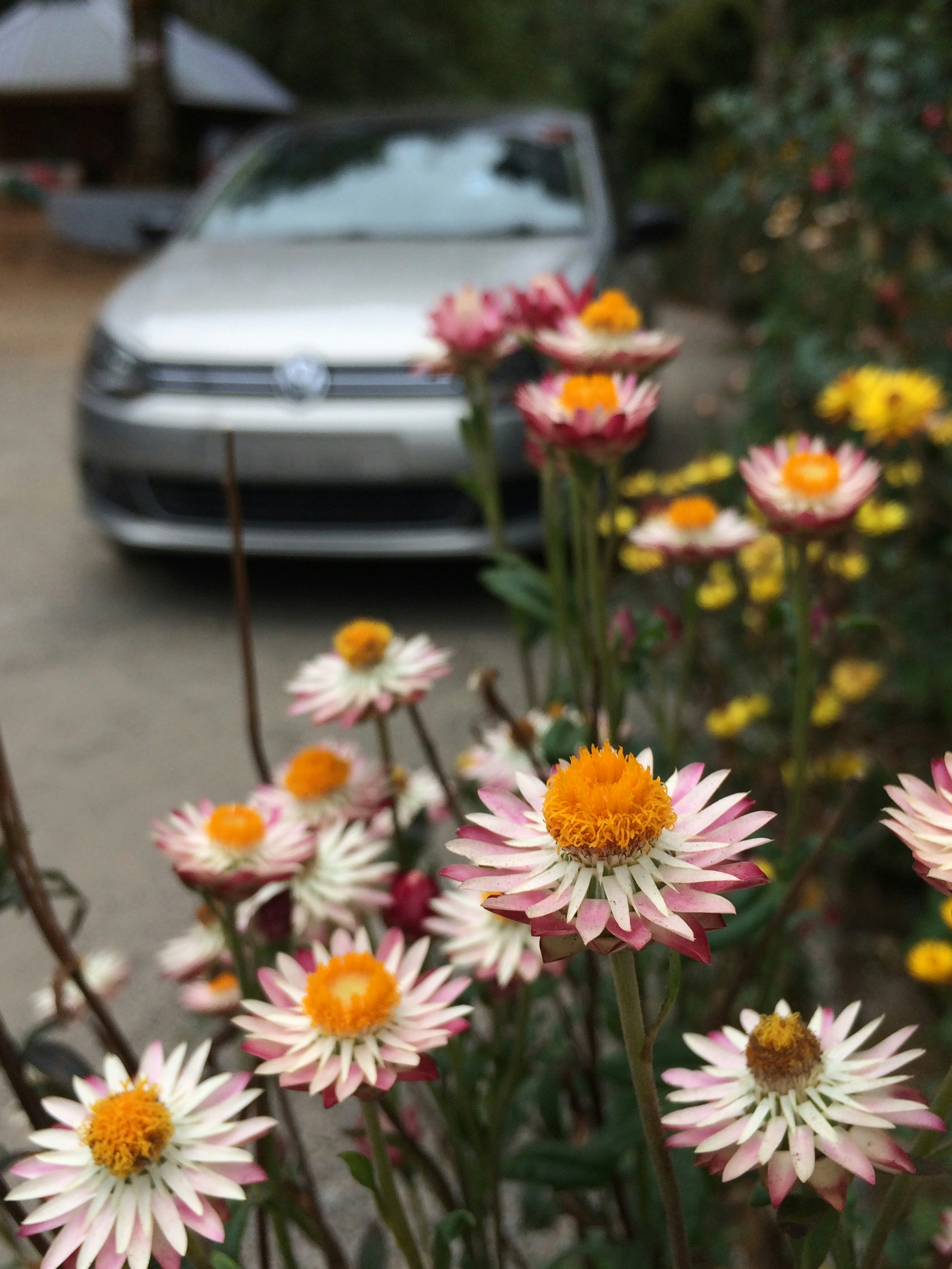 Petals in Focus: A Floral Foreground Framing a Blurred Car in the Background