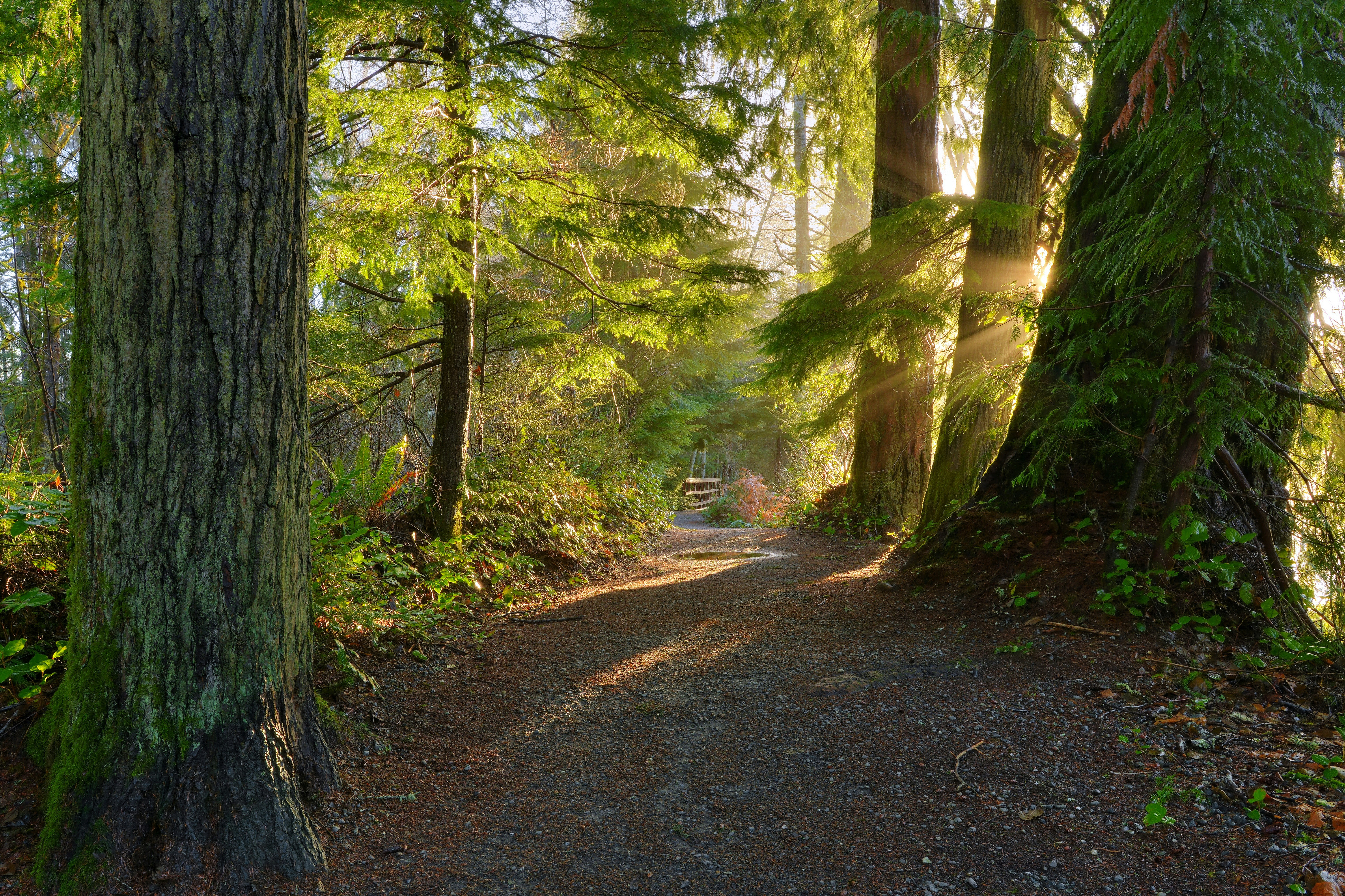 Pathway between green trees during daytime photo – Free Green Image on ...
