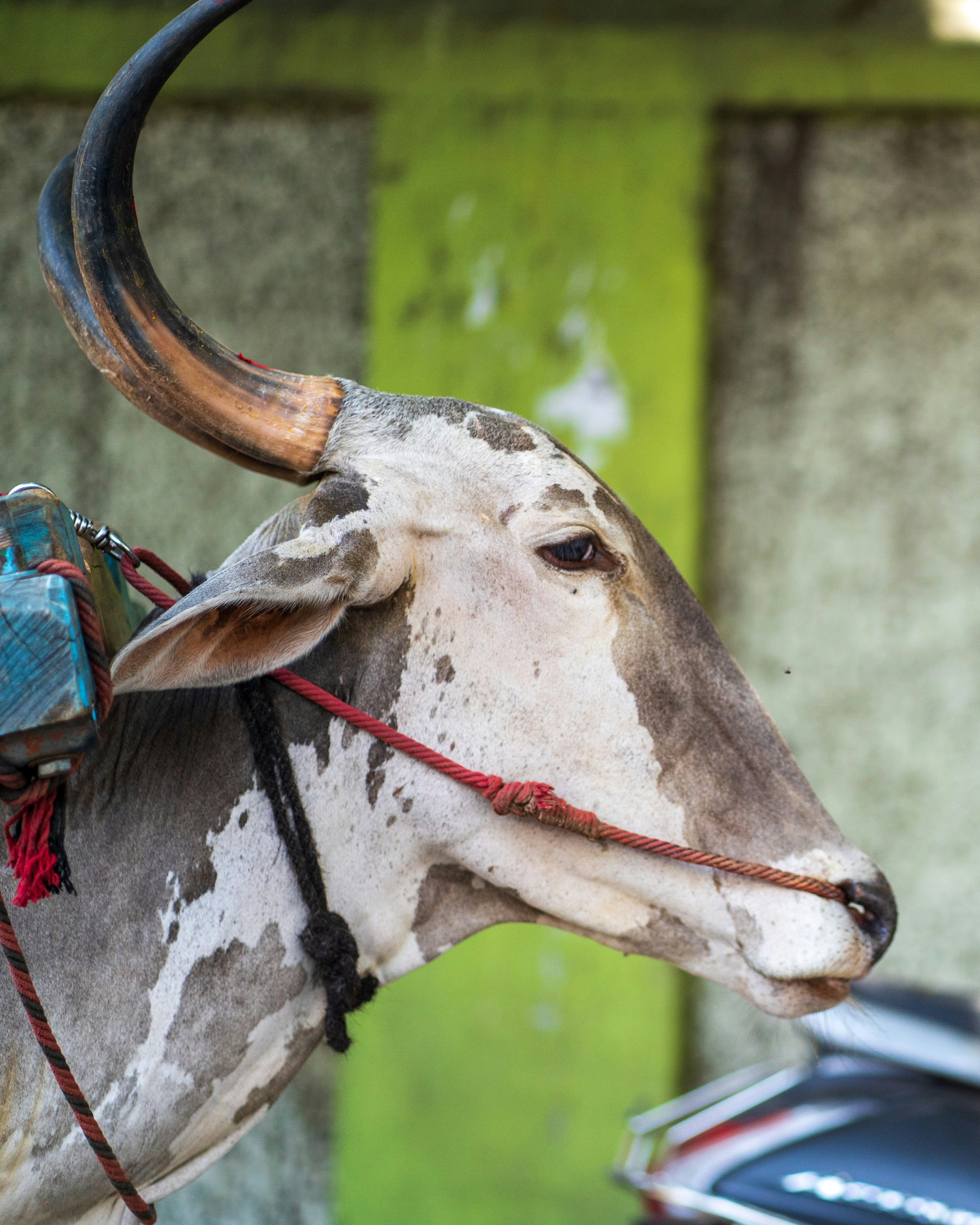 Close-Up of a Long-Horned Cow with Red Halter and Saddle Gear Against a Green Concrete Backdrop