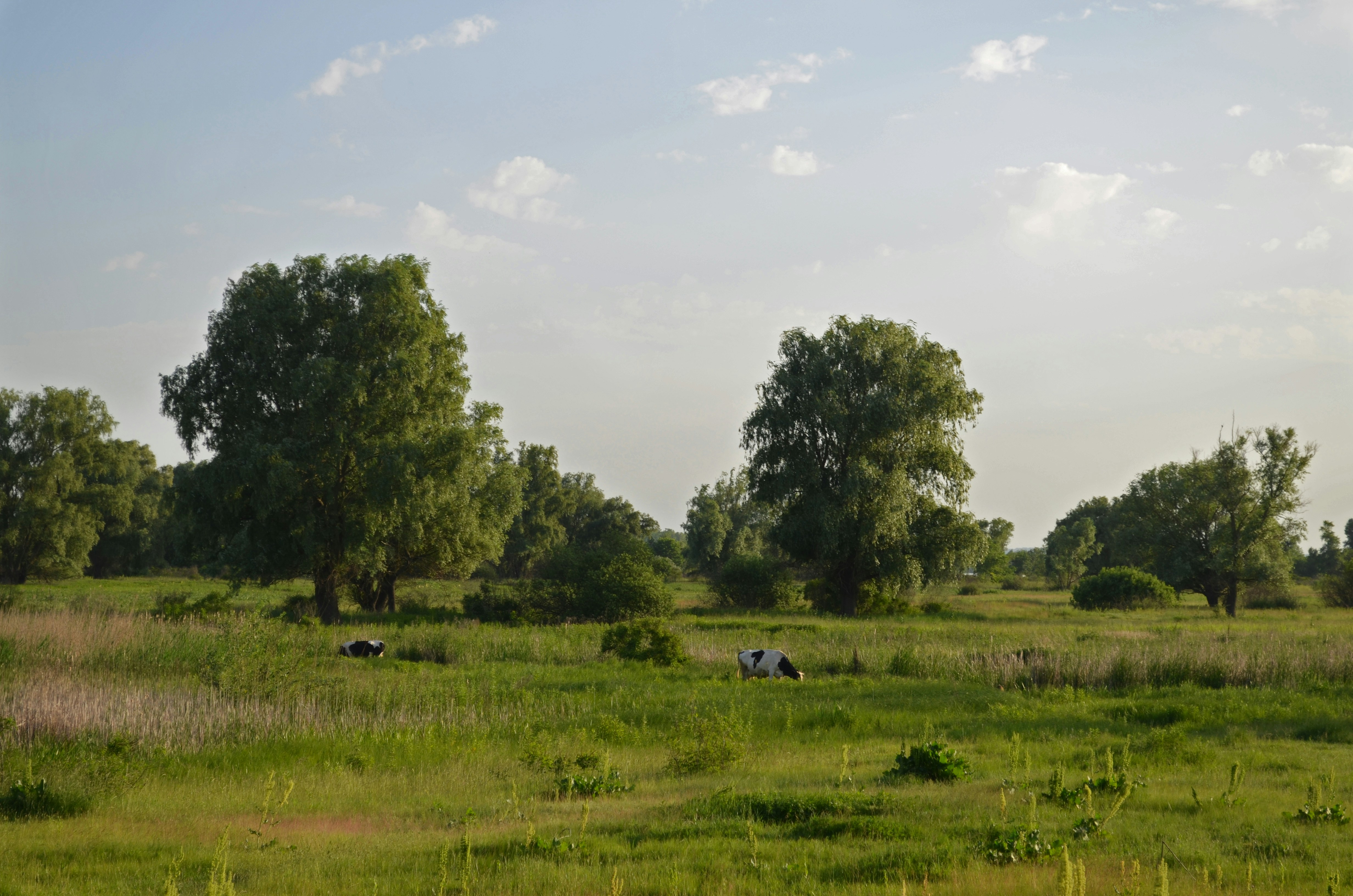 Cows grazing peacefully in a lush green meadow surrounded by trees under a soft blue sky.