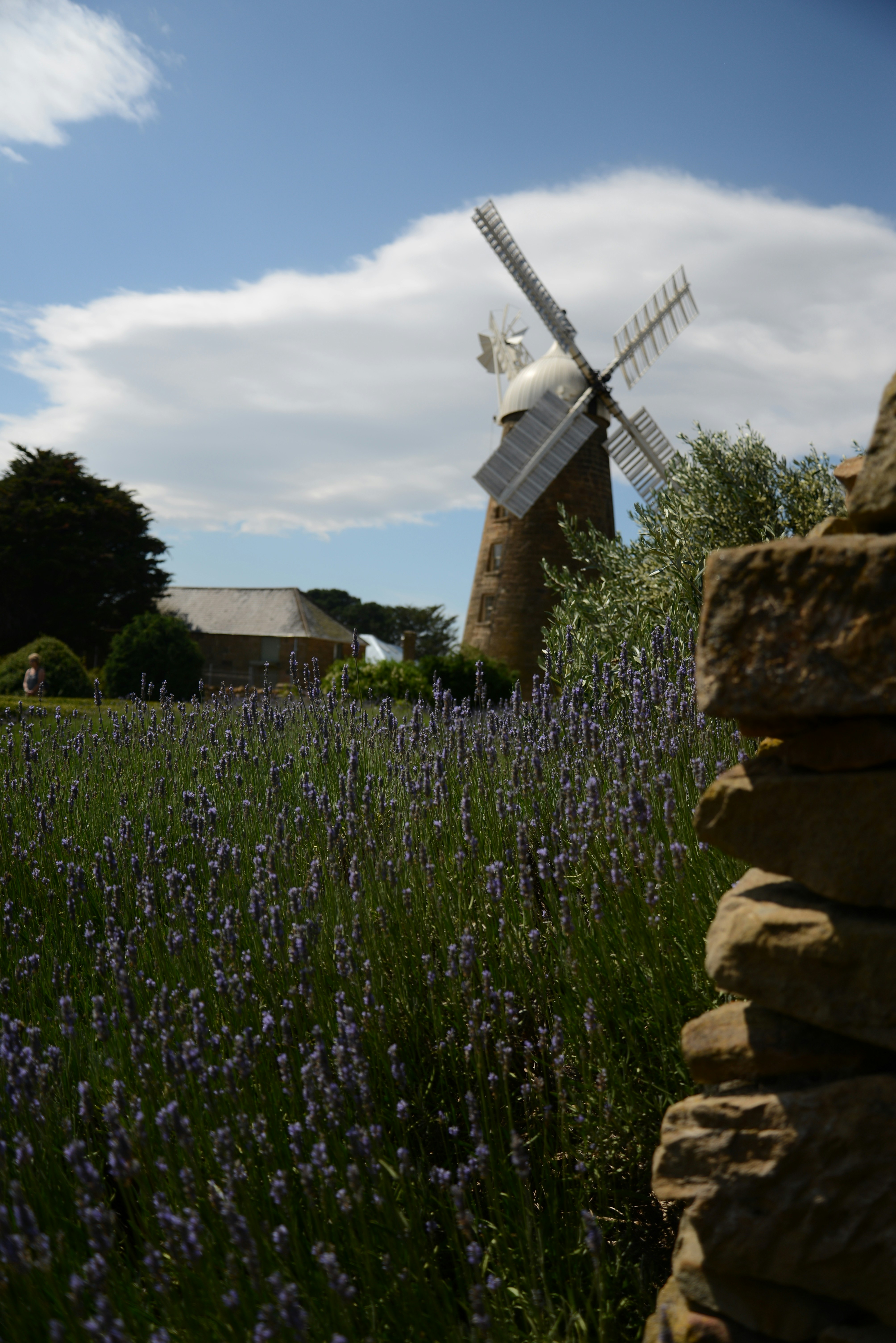 Lavanda field with windmill and blue sky. 