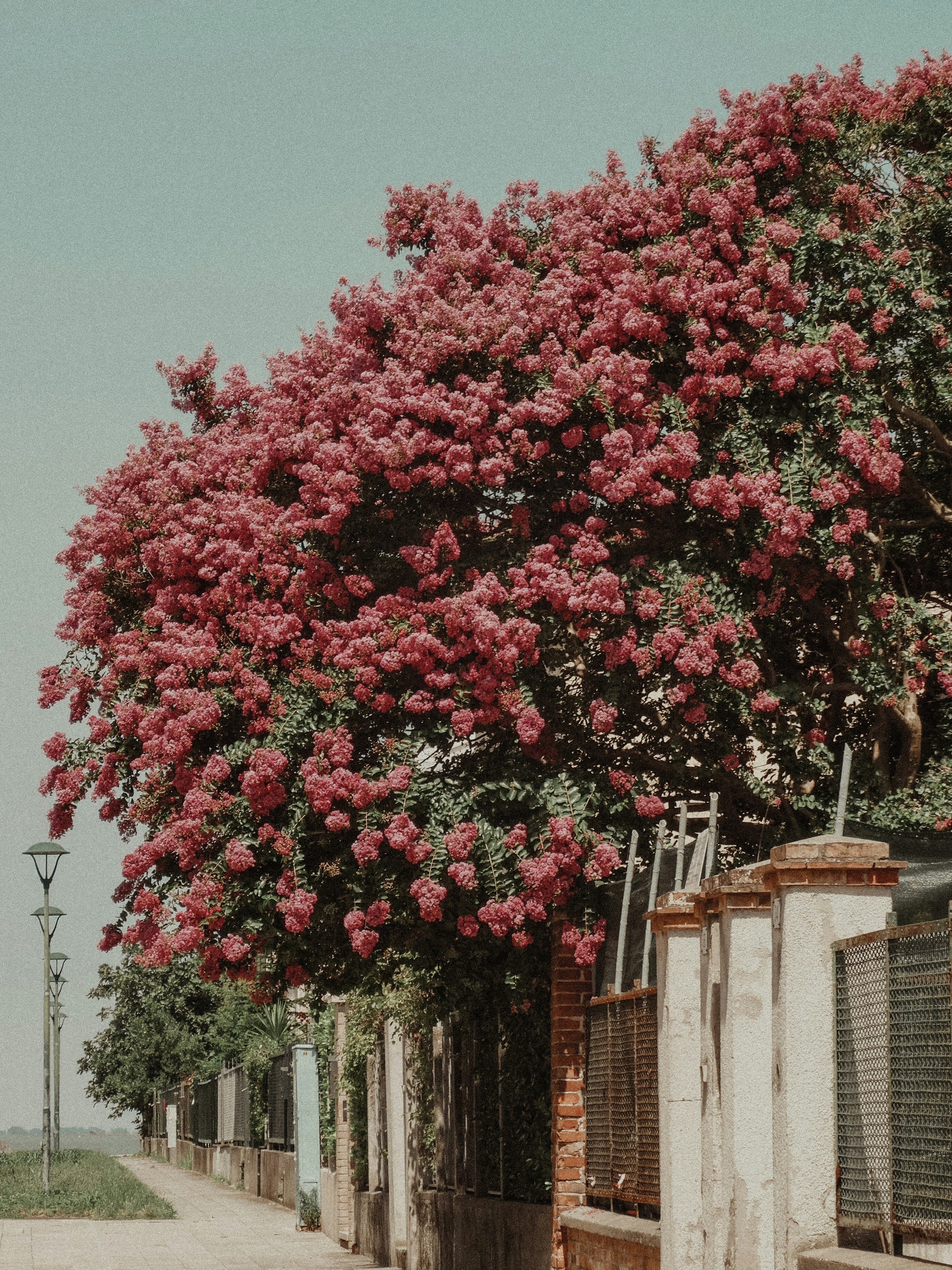 A pink crepe myrtle arches over a sidewalk, its blossoms spilling above a low wall and fence along a sunlit street, in a photograph.