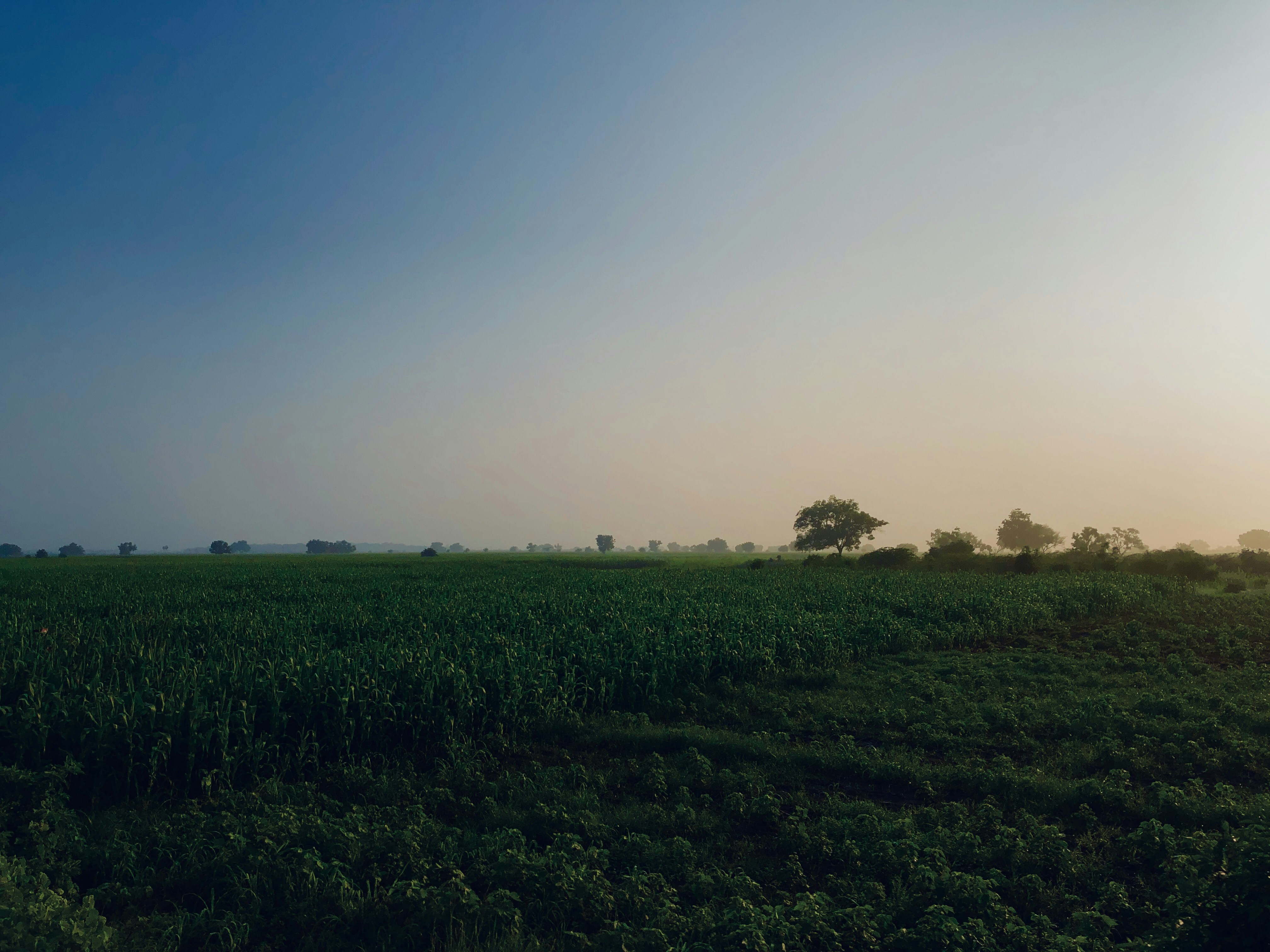 Nature | green grass field under blue sky during daytime