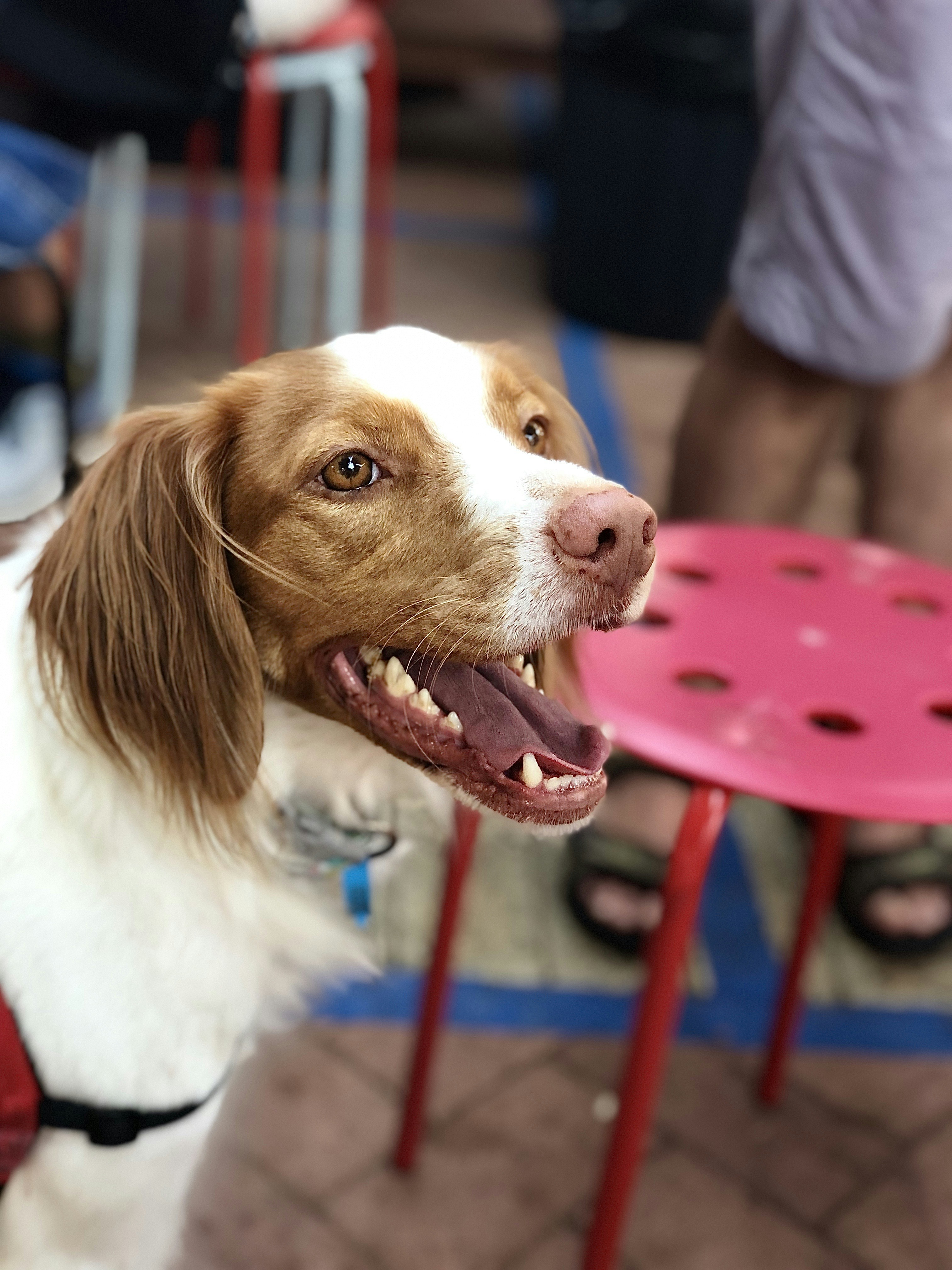 Joyful Hound in a Busy Indoor Café Scene