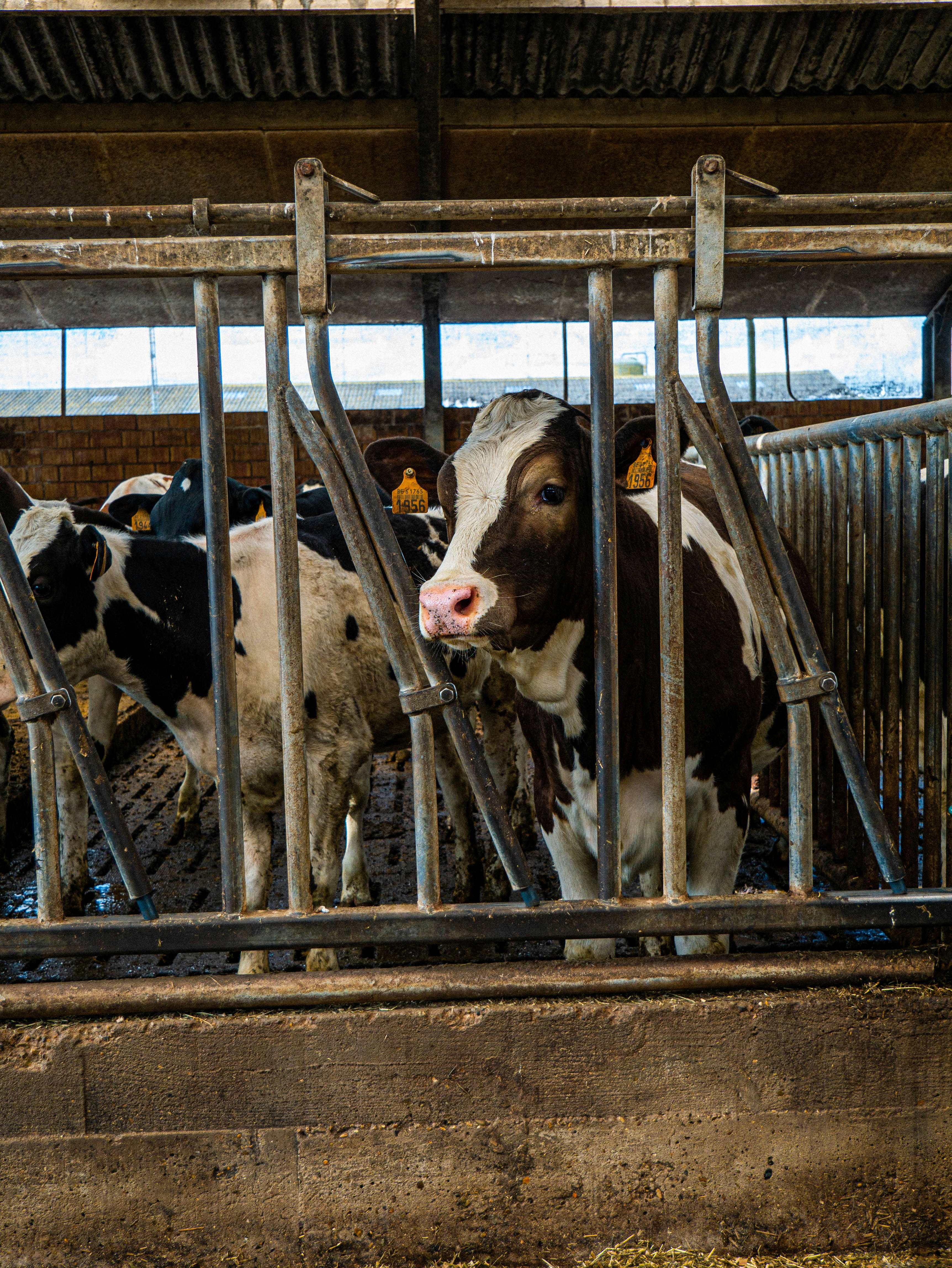 Curious Brown-and-White Cow at the Farm Barriers