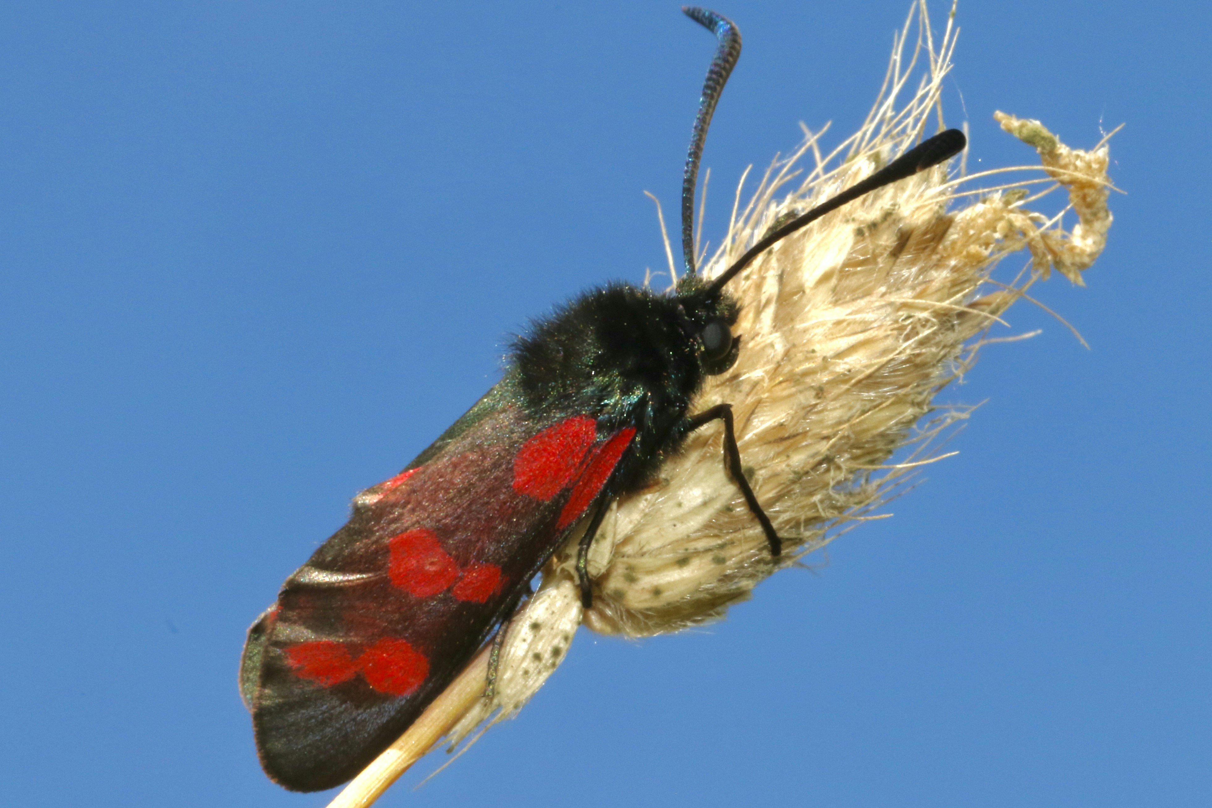Close-up of a vibrant moth perched on a dried plant stem against a clear blue sky.