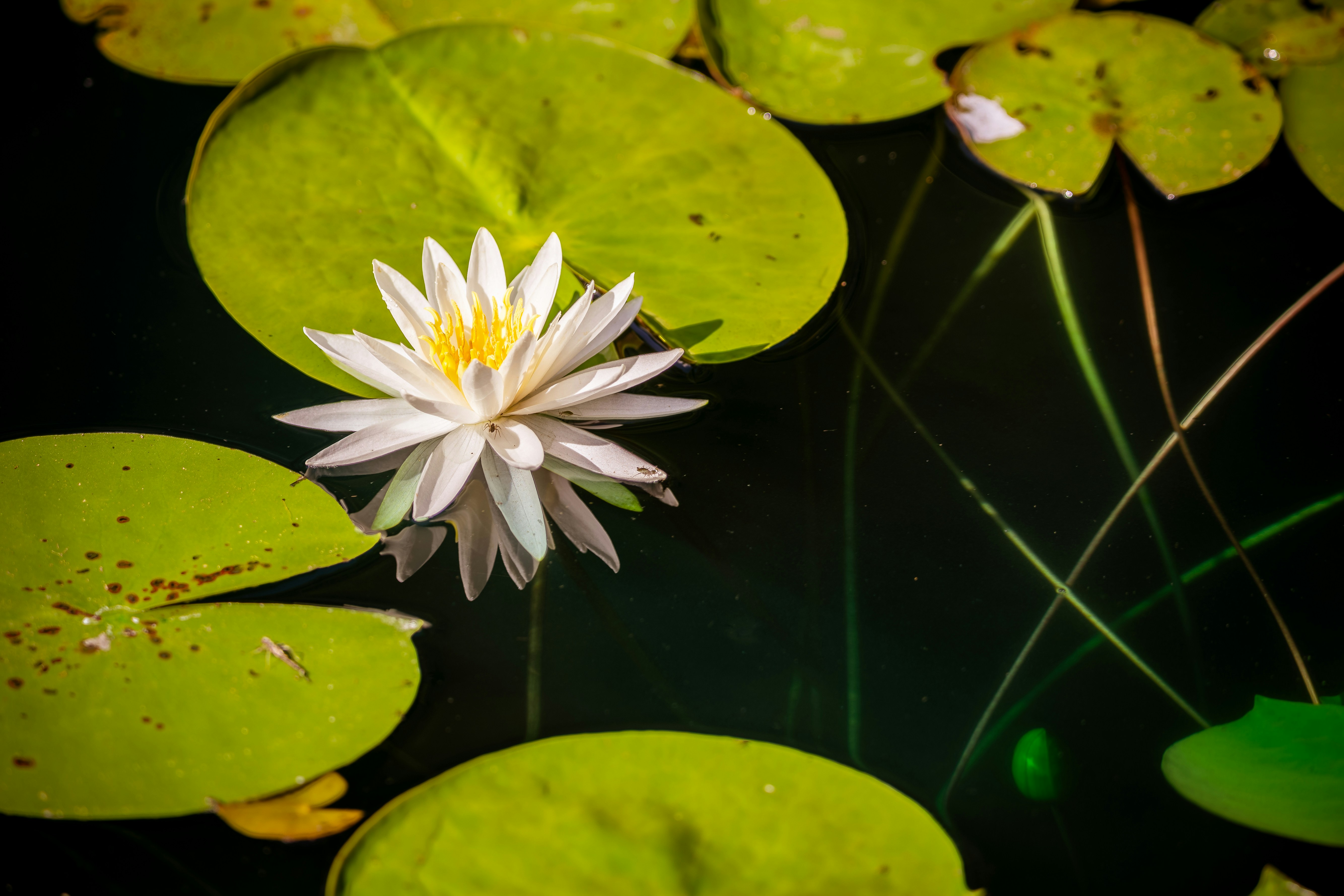 Serenity of a Water Lily's Glow
