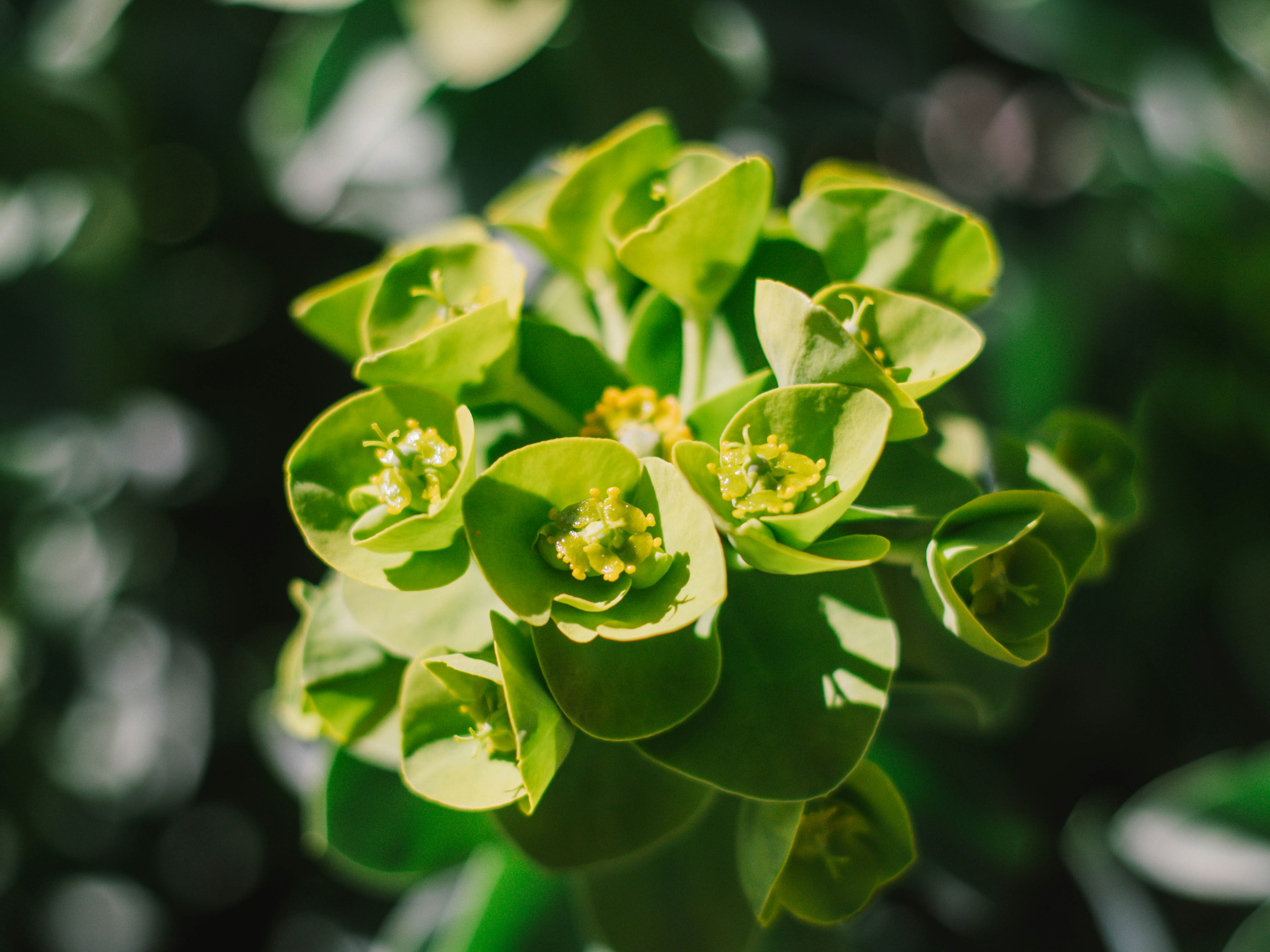 Green Crown: Close-Up of a Leafy Floral Cluster in Sunlit Focus