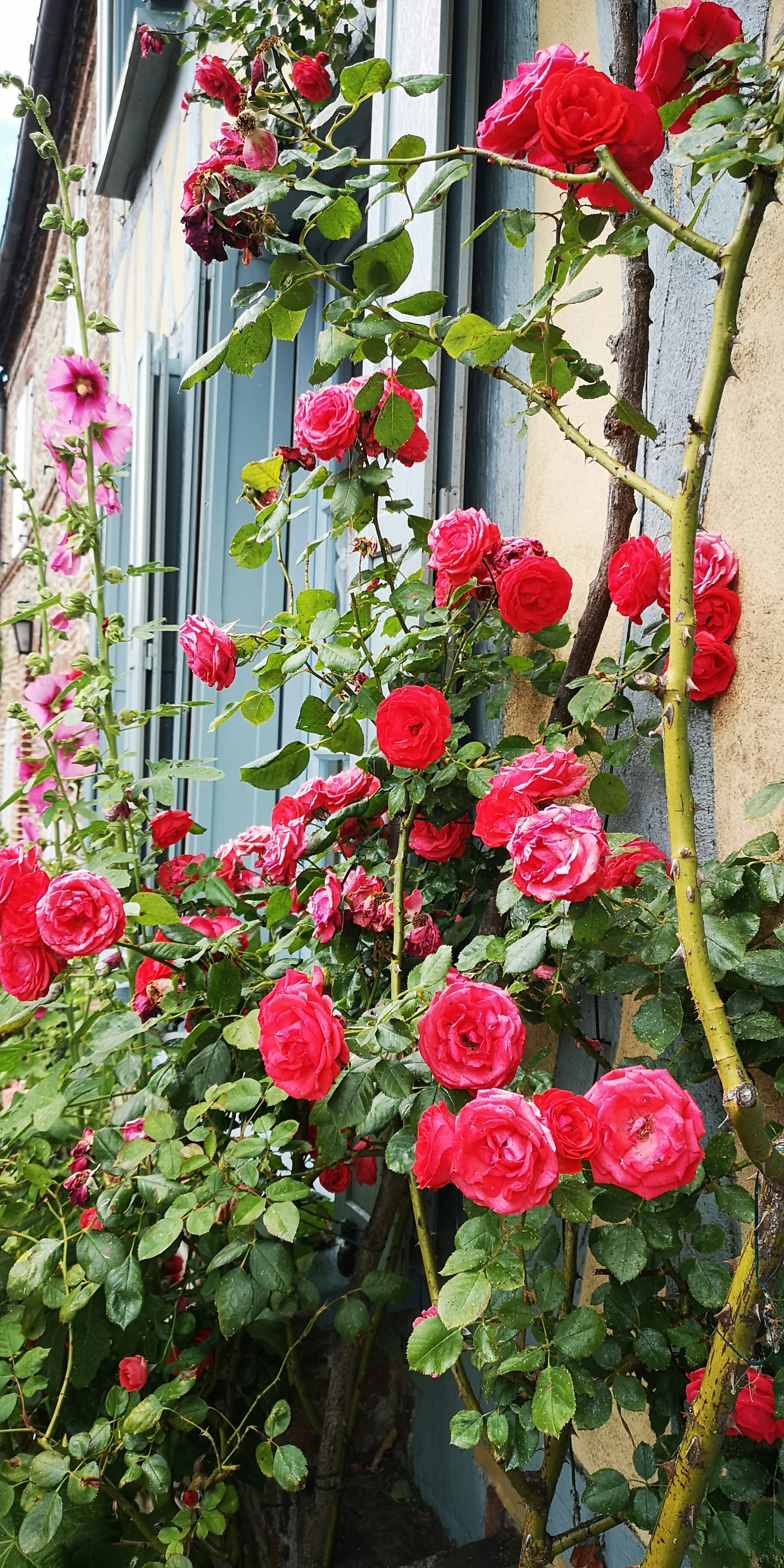 Crimson Roses Climbing a Sunlit Wall