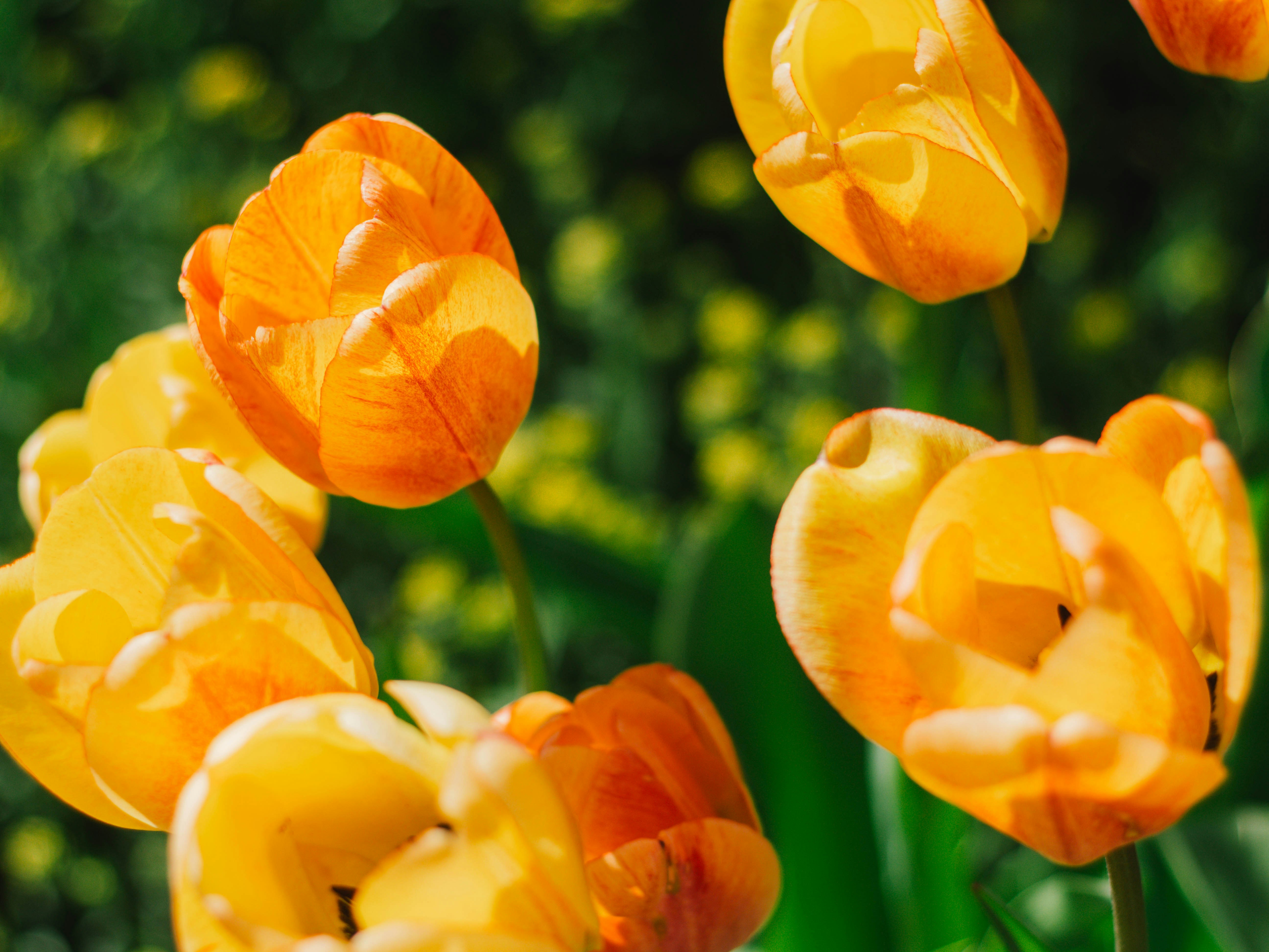 Amber Tulips in Morning Light: a Macro Portrait of Petal Veils