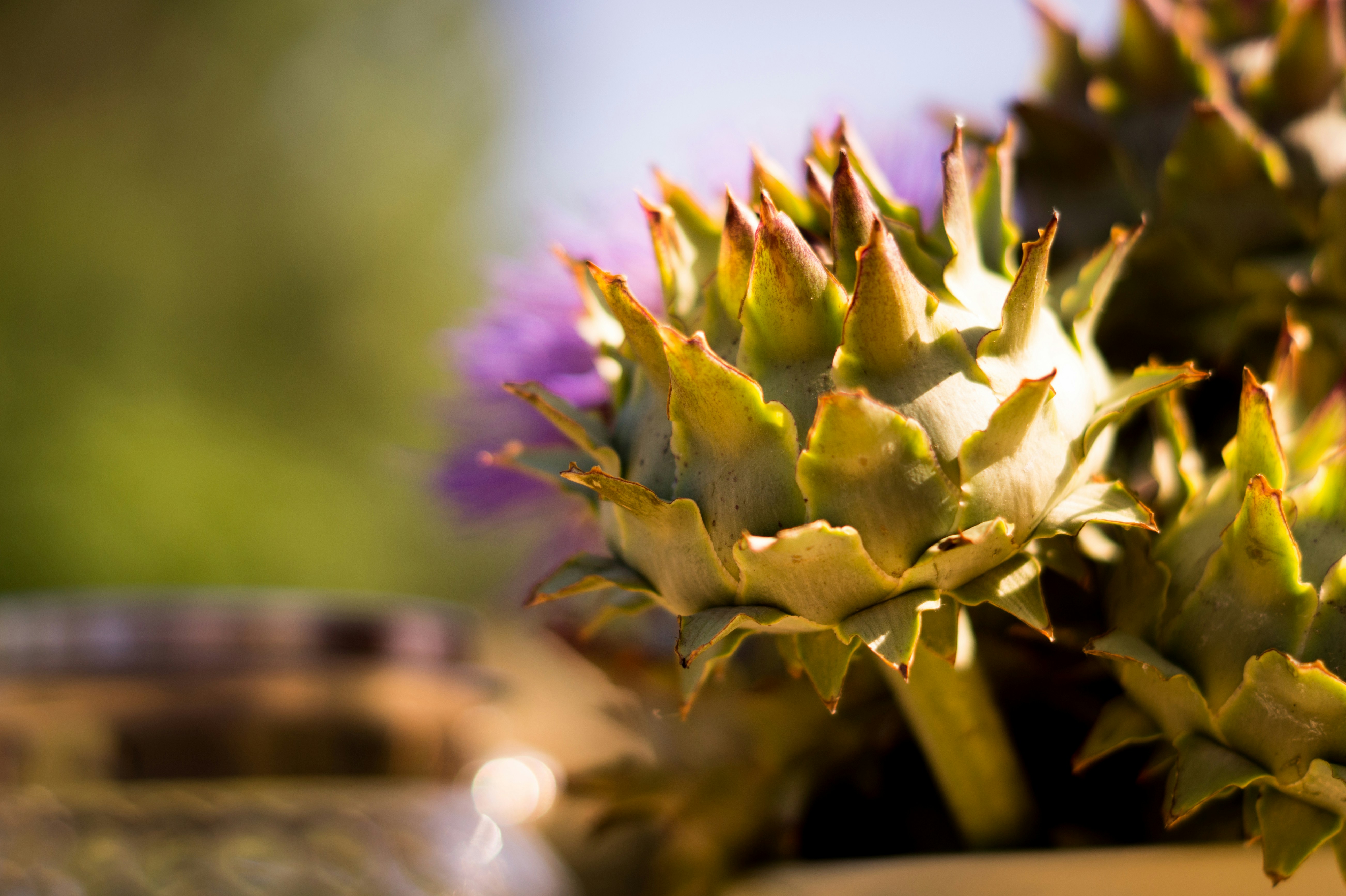Cardoon - artichoke thistle