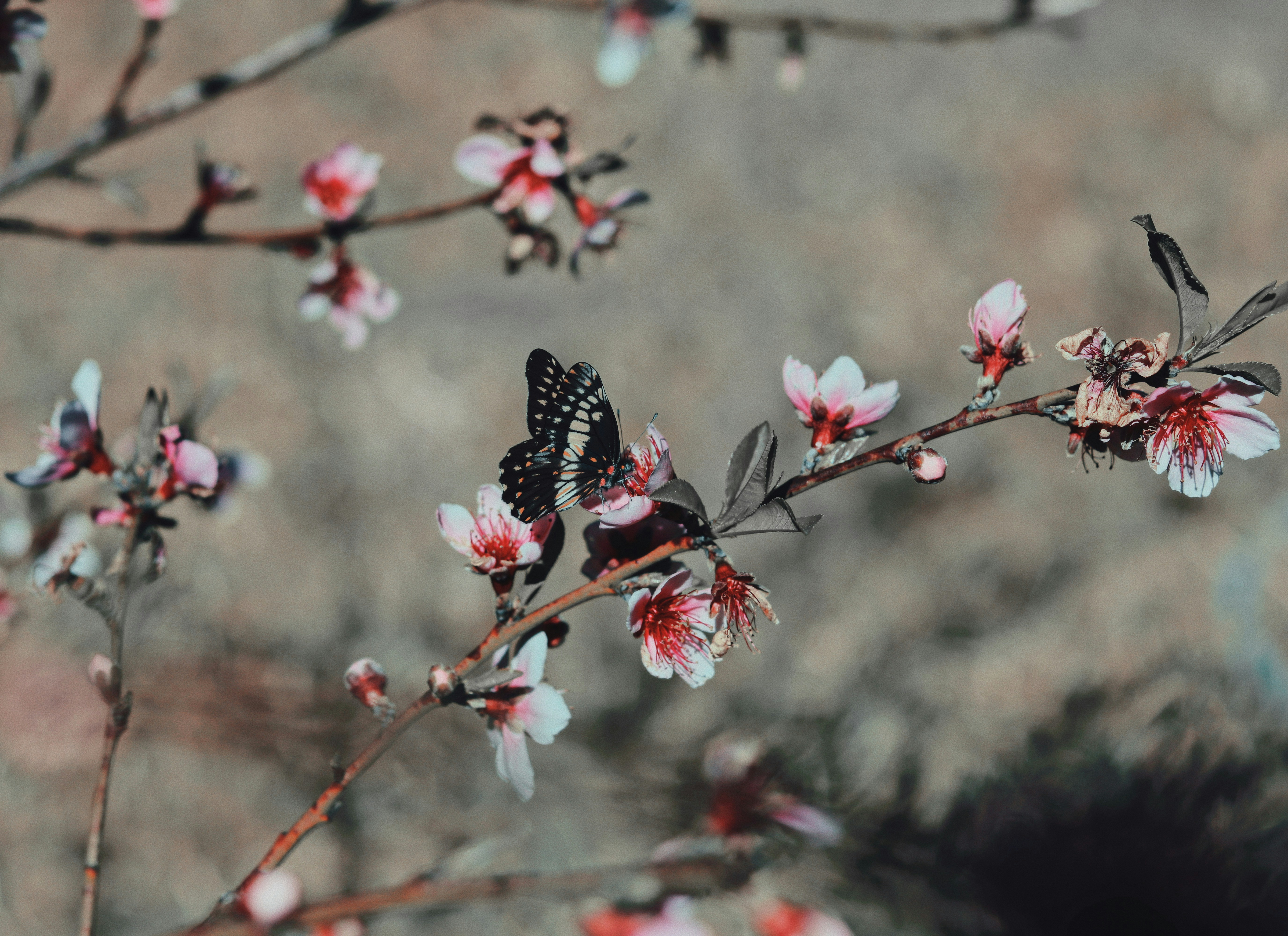 A Quiet Pause Among Blush Blossoms