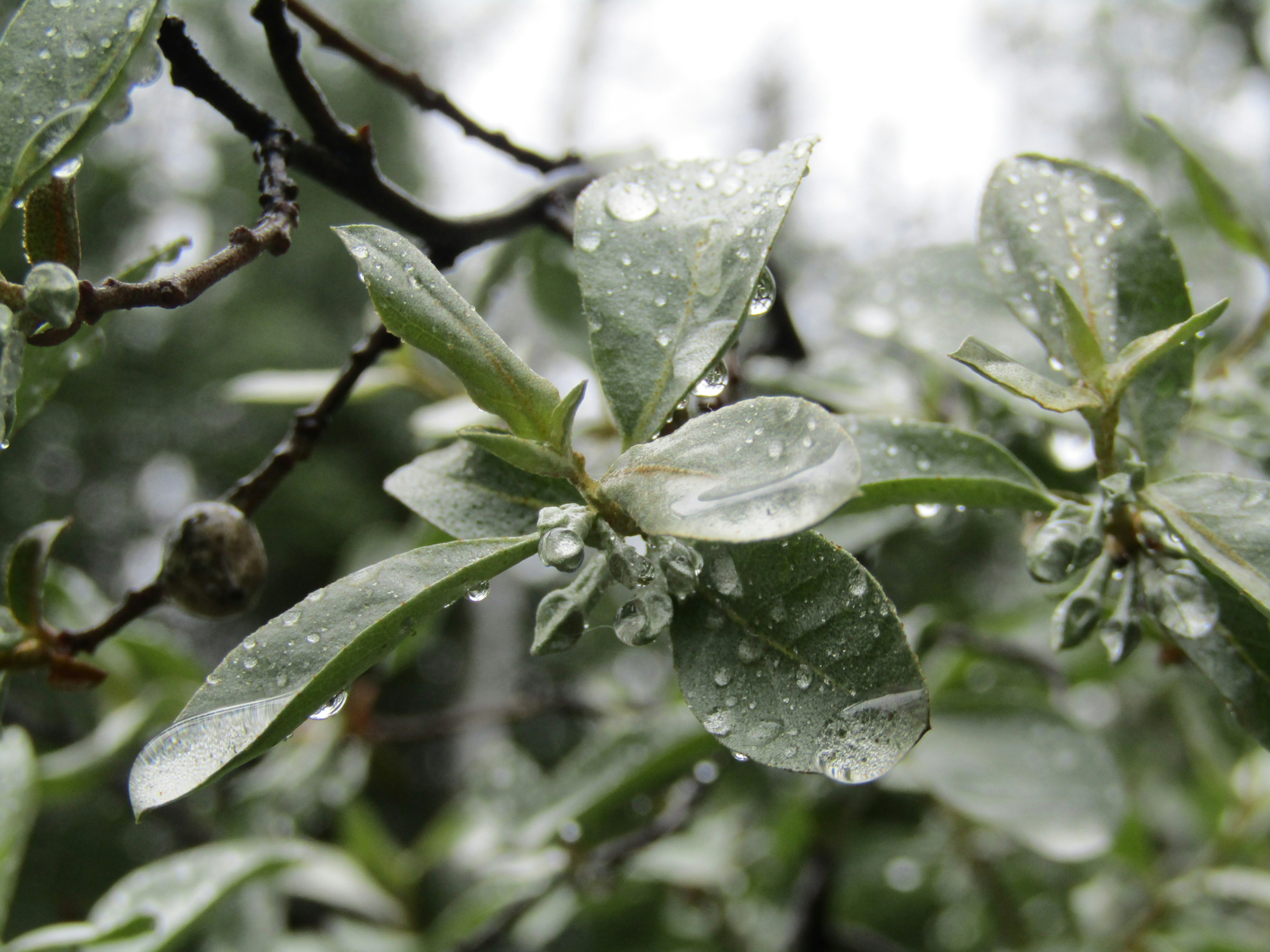 Close-up of green leaves adorned with raindrops, creating a fresh and delicate atmosphere.
