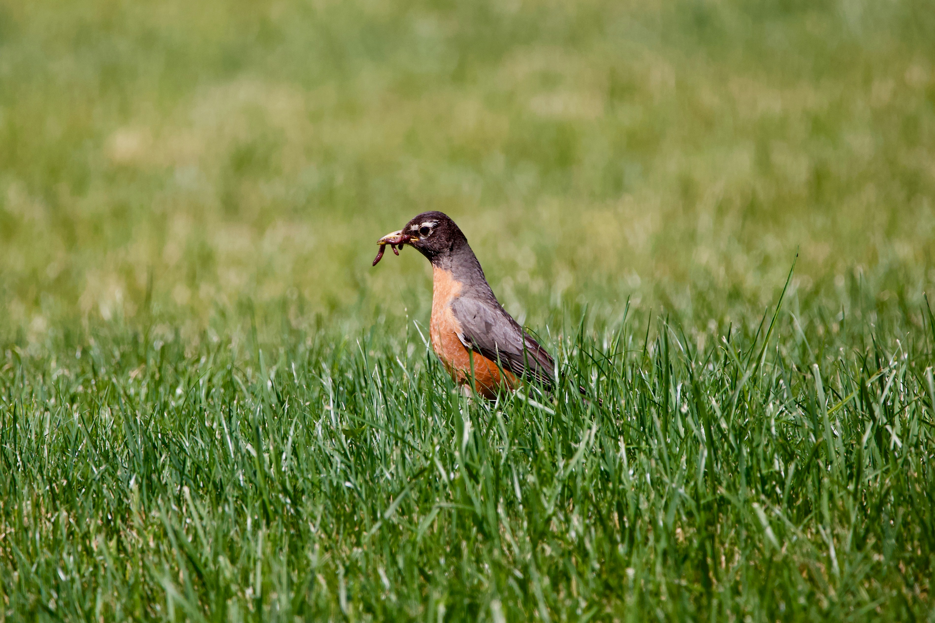American robin standing amidst lush green grass with a worm in its beak.