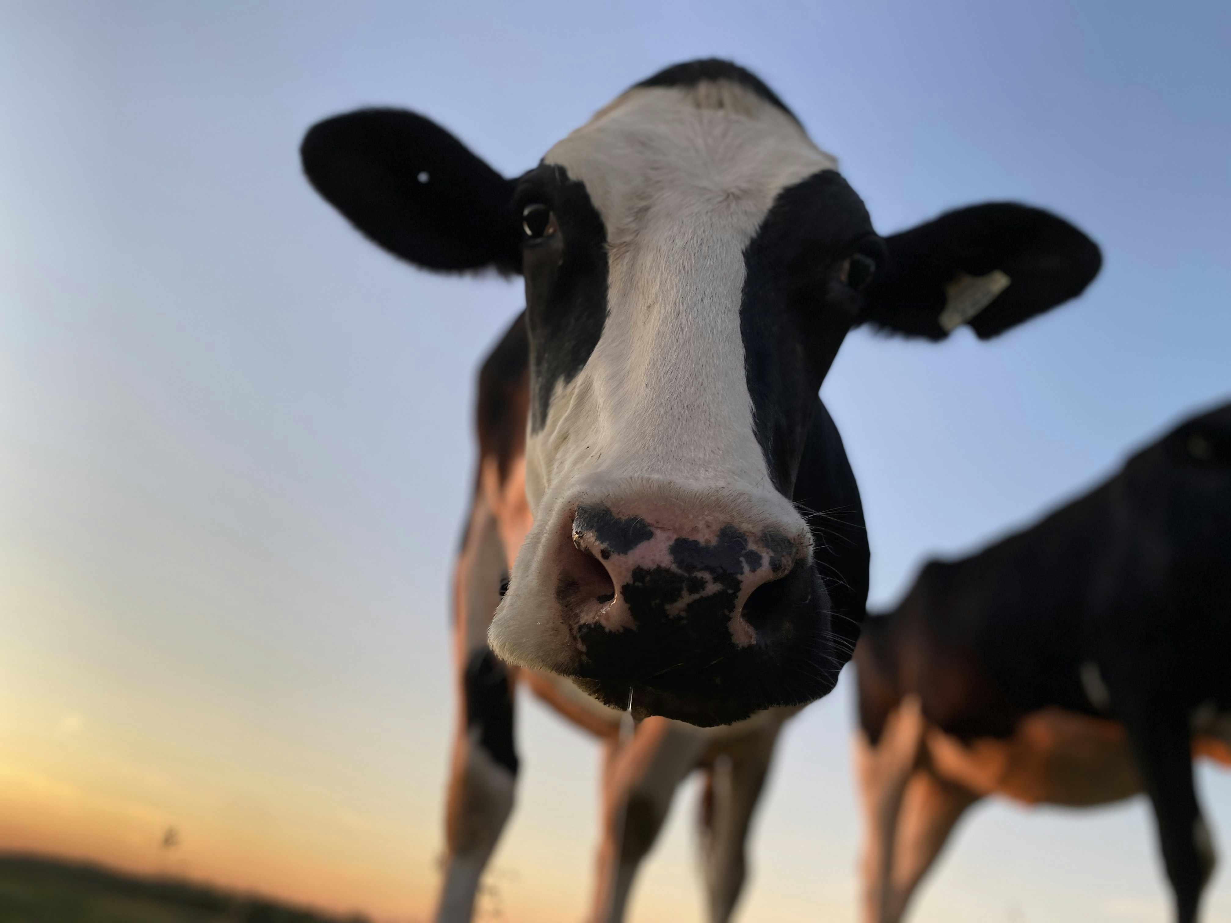 Close-up of a Holstein cow with a soft sunset backdrop, showcasing its inquisitive expression and distinctive black-and-white markings.