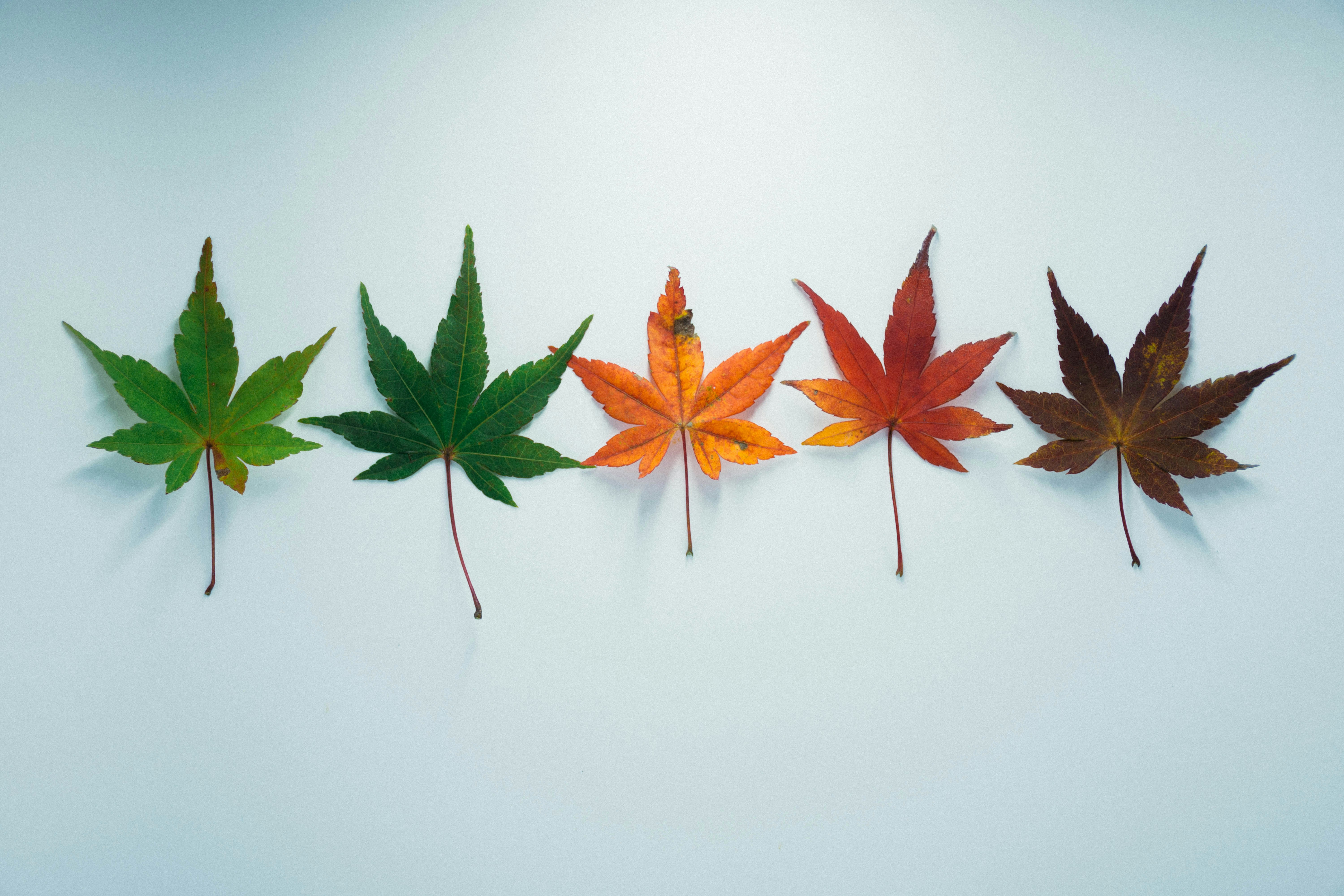 Green Japanese Maple White Background
