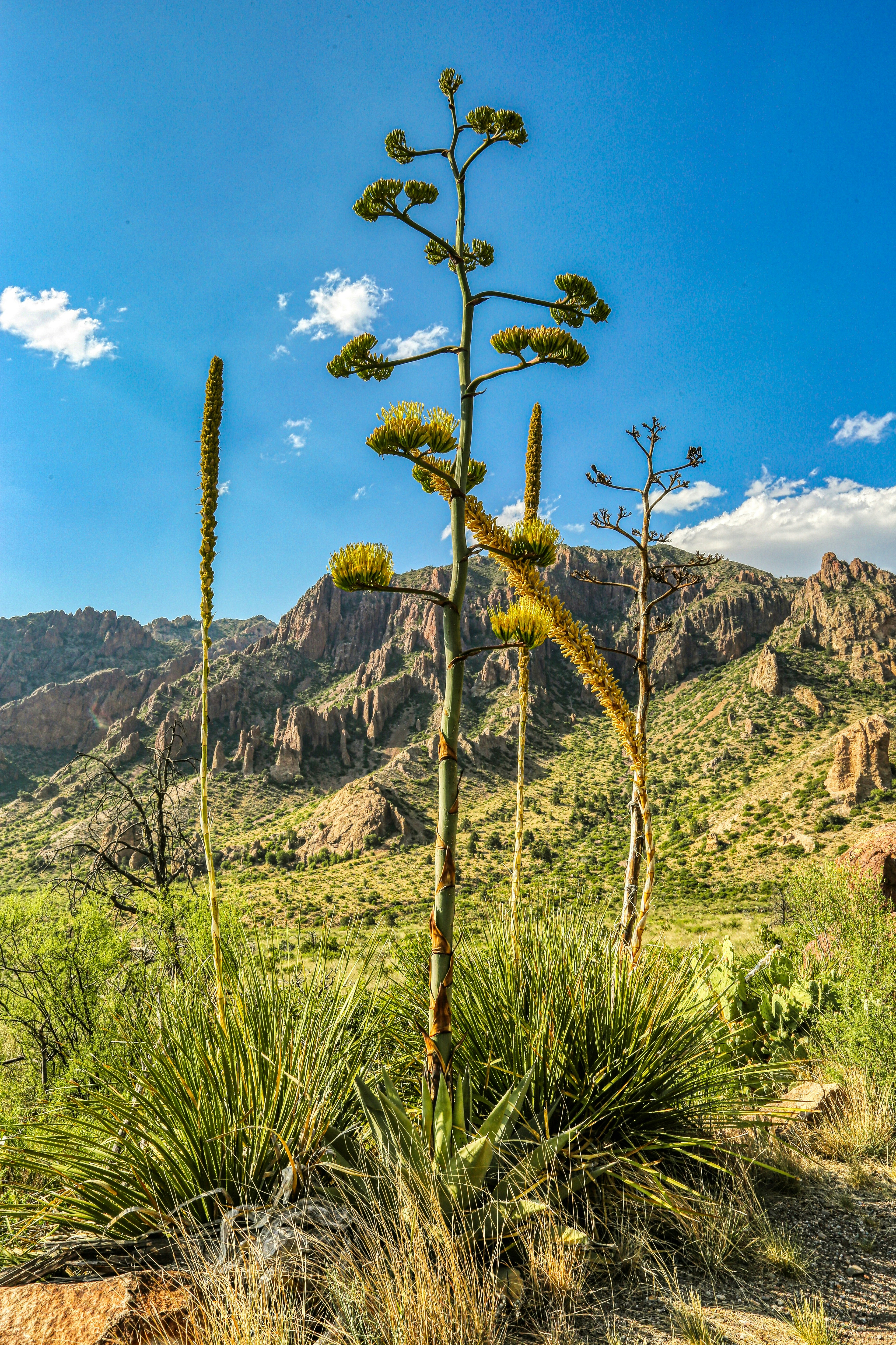 Tall agave plants reaching for the sky amidst rugged mountain terrain under a bright blue sky.