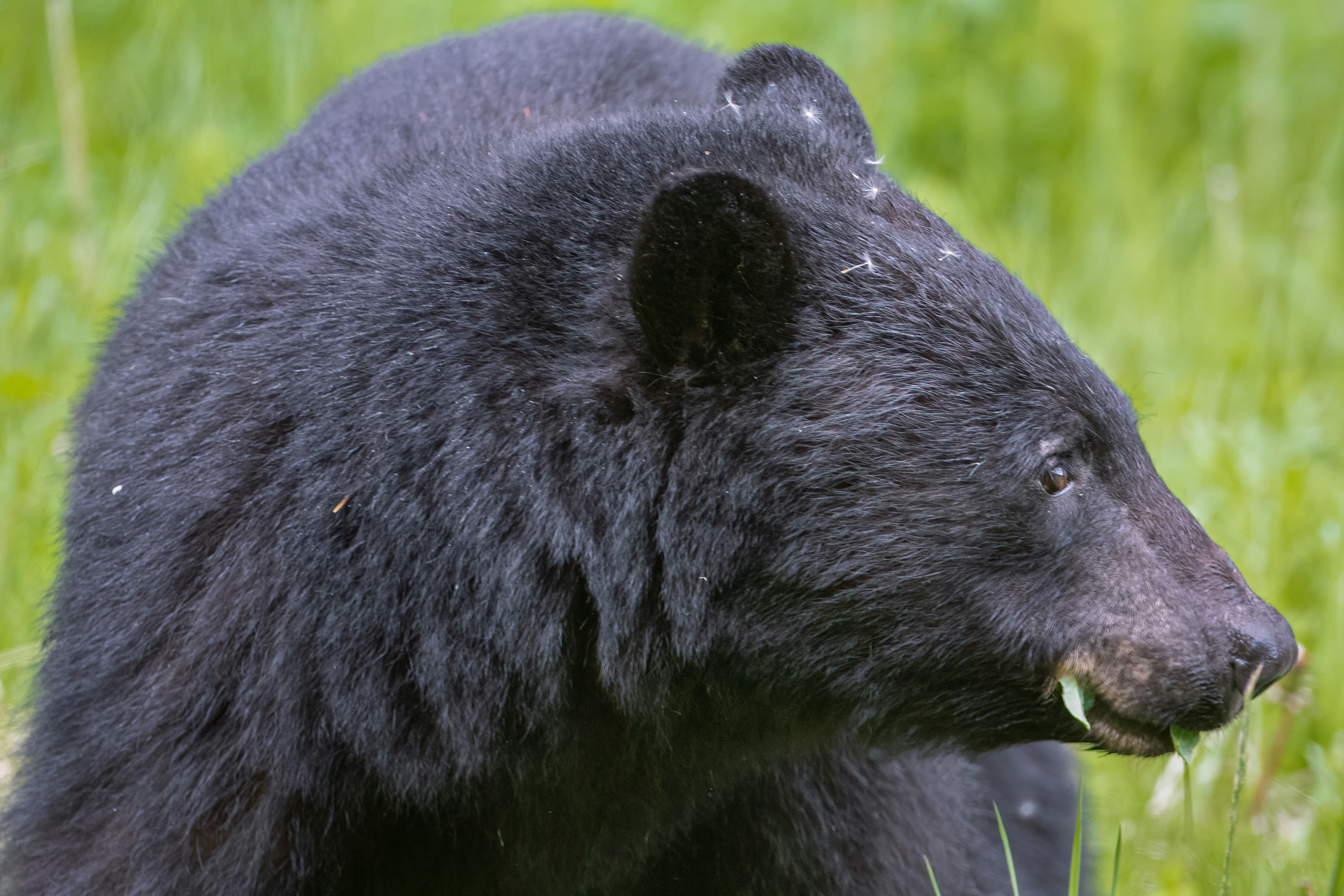 Black Bear Face Profile
