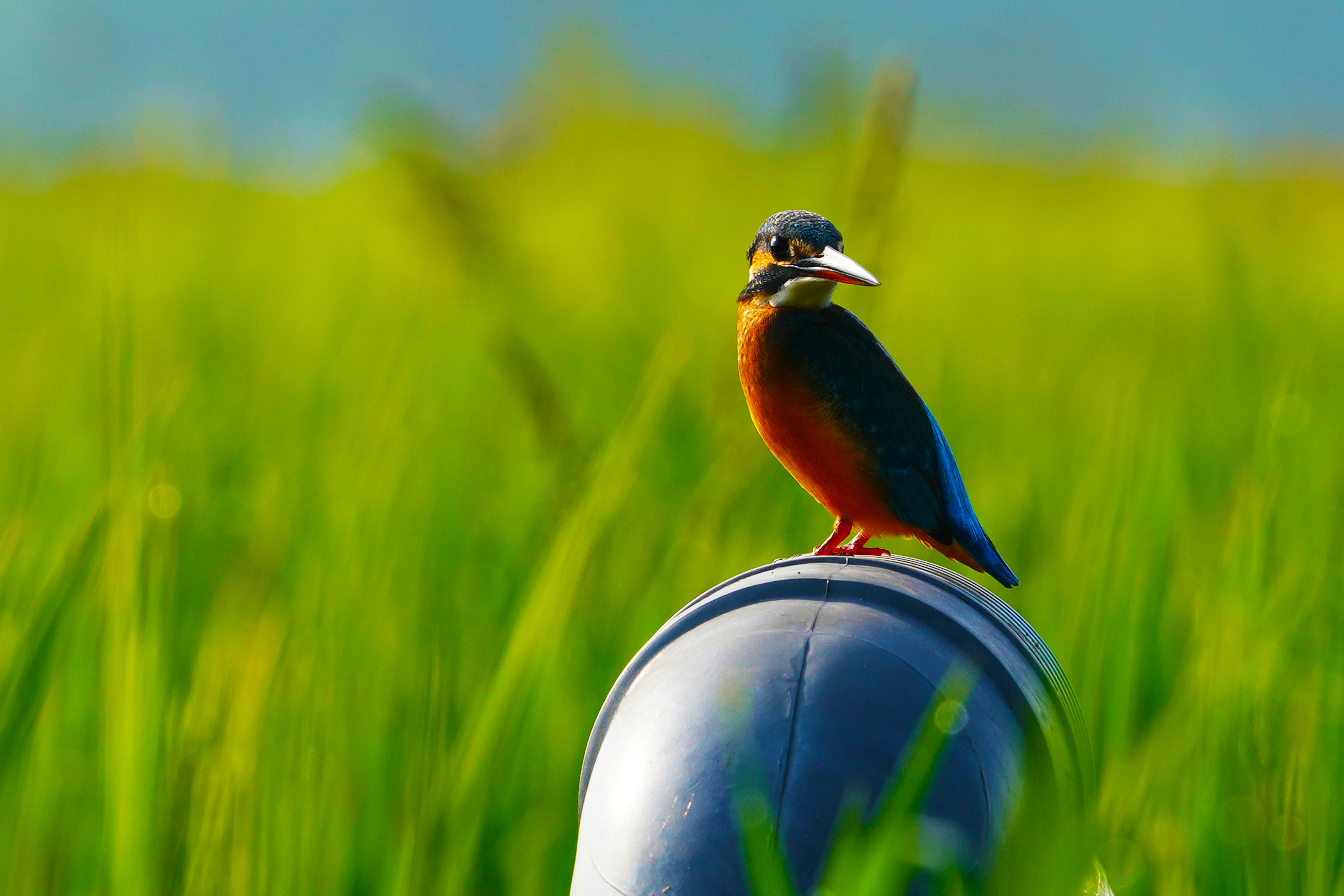 Azure Kingfisher Perches on a Silver Sprinkler Amid Sunlit Grass