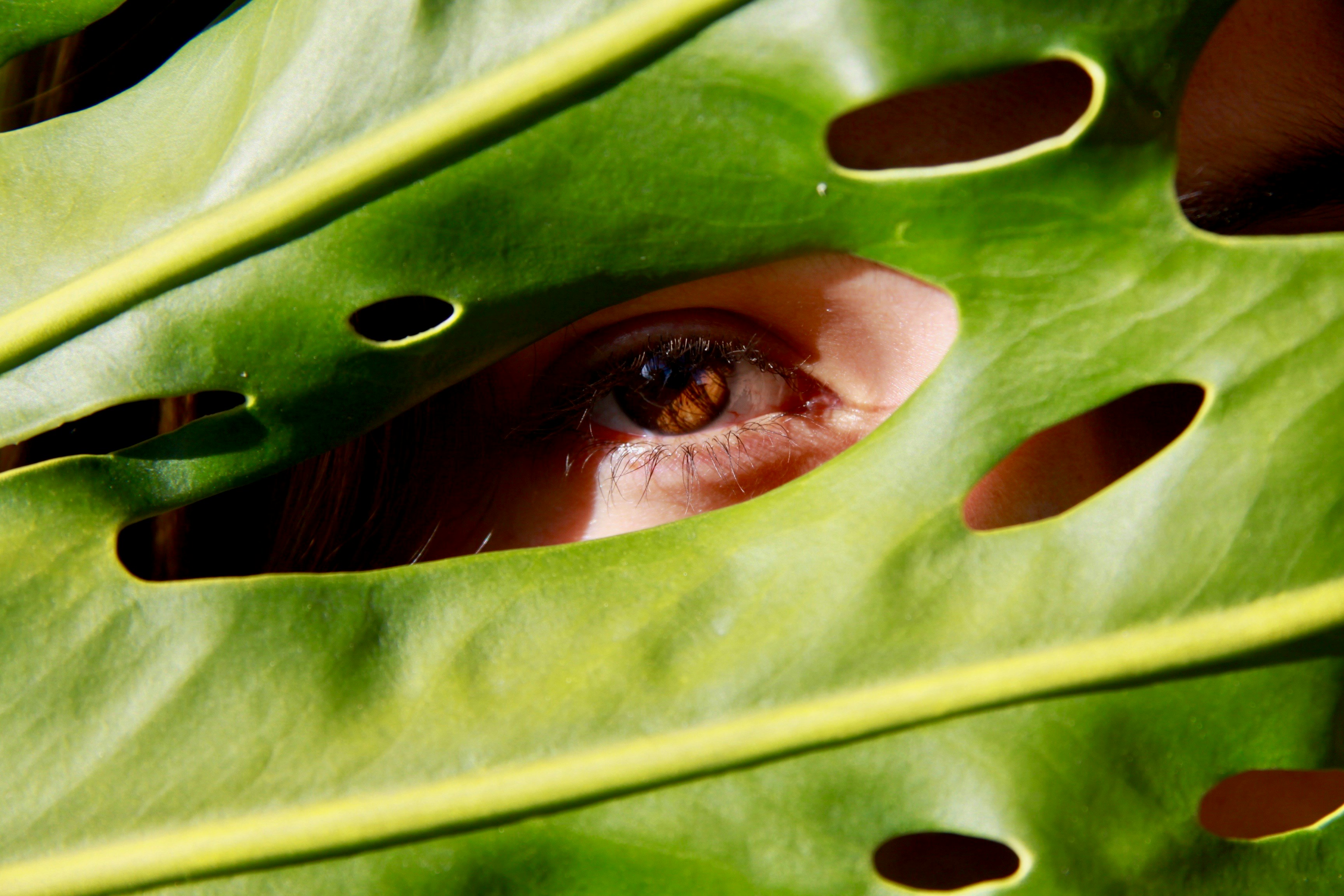 Hidden Gaze Through Fronds: An Eye Among Leaves