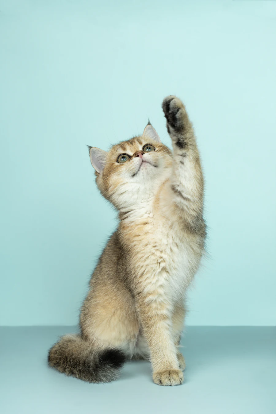 Fluffy golden kitten sitting on a pale blue background with one paw raised high and eyes looking upward. The cat’s tail curls around its body on the floor.