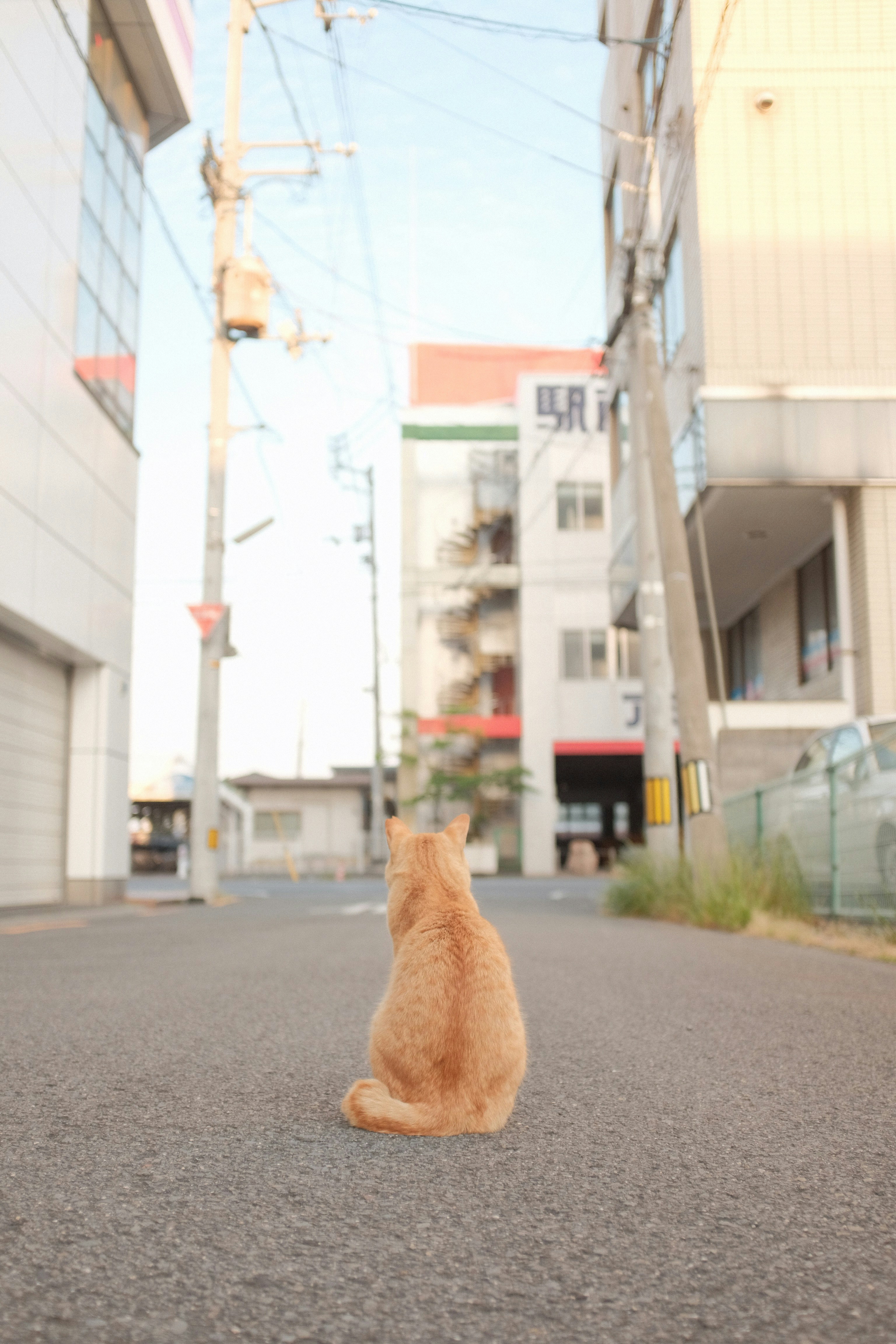 An orange cat sits quietly in the middle of a deserted street, gazing at the distant buildings and power lines. The setting sun casts a warm glow over the scene.