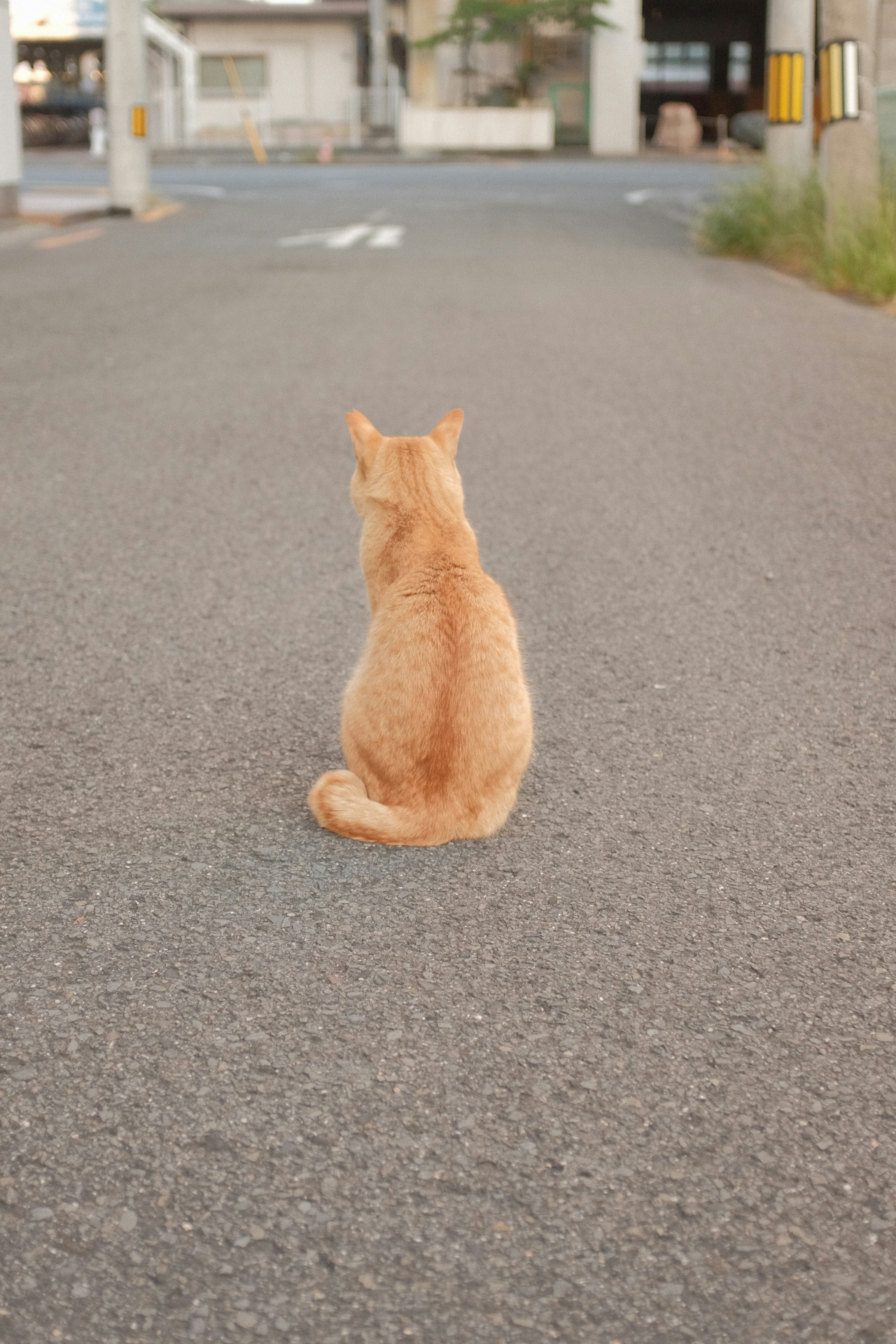 Orange cat sitting calmly in the middle of an empty street, gazing into the distance. The scene captures a moment of tranquility in an urban setting.