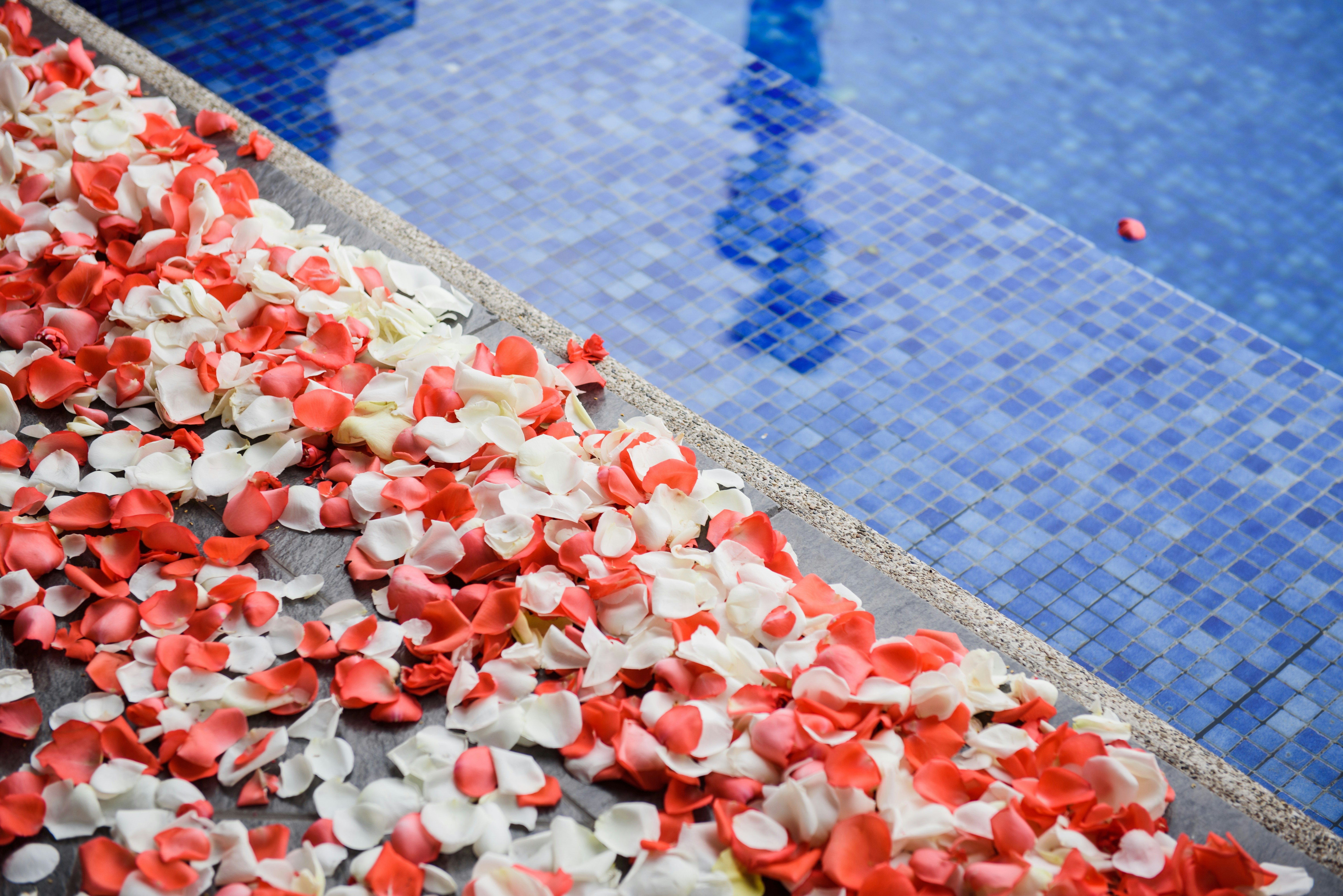 Petals by the Pool: A Colorful Boundary Between Floral Scatter and Blue Tile