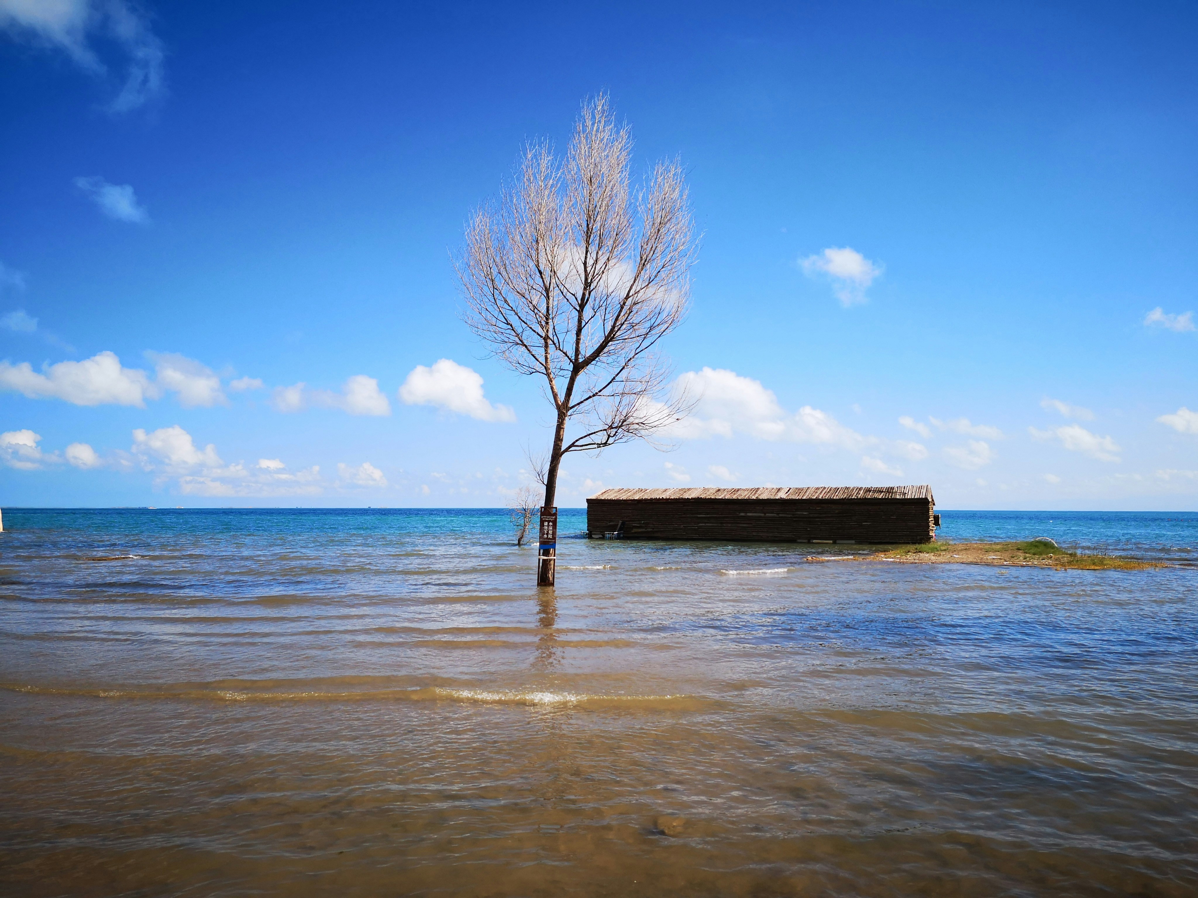 Calm seascape photograph featuring a lone, leafless tree standing in shallow water beside a weathered breakwater under a clear blue sky.