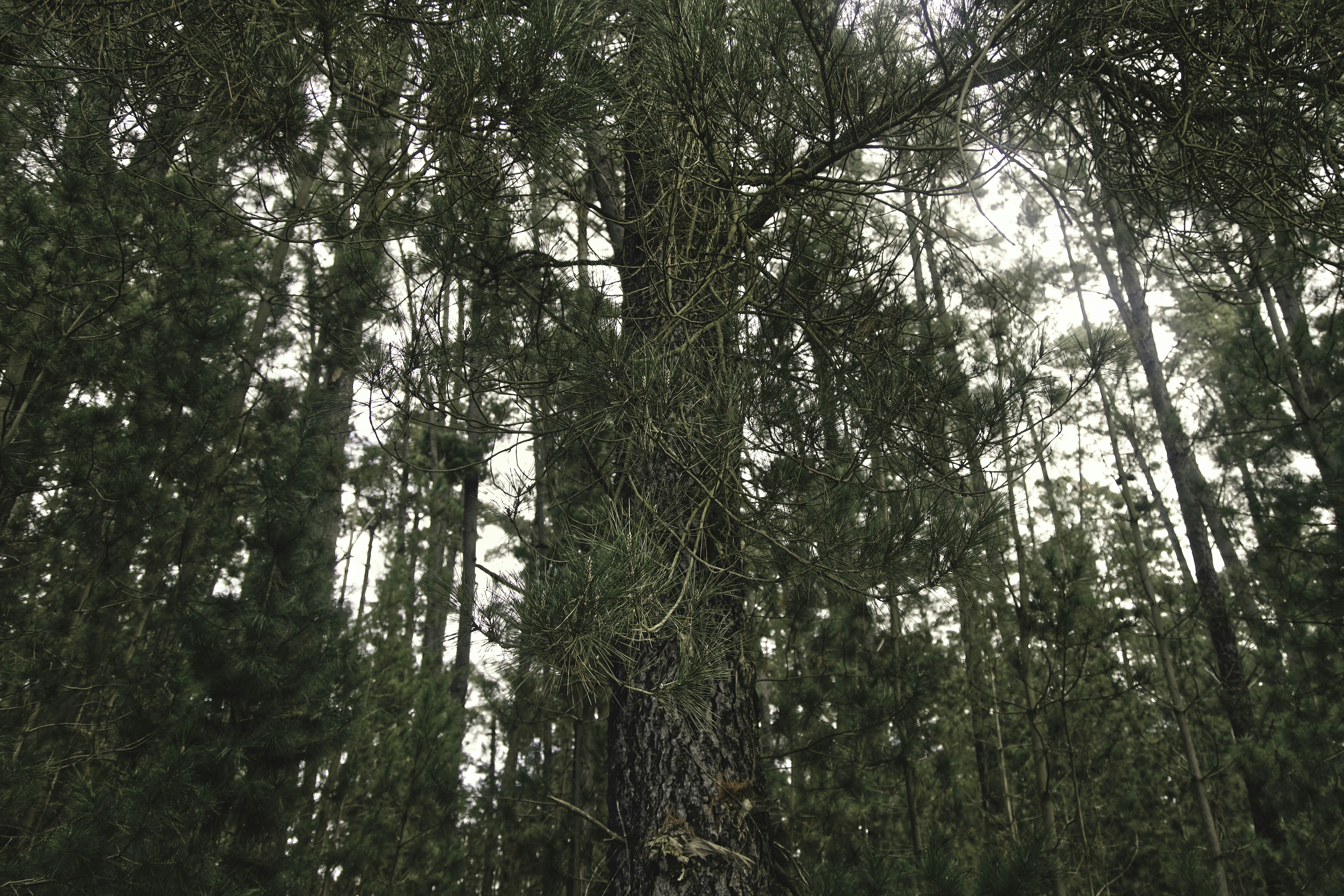 The Sentinel Trunk: Conifer Cathedral Reaching Skyward