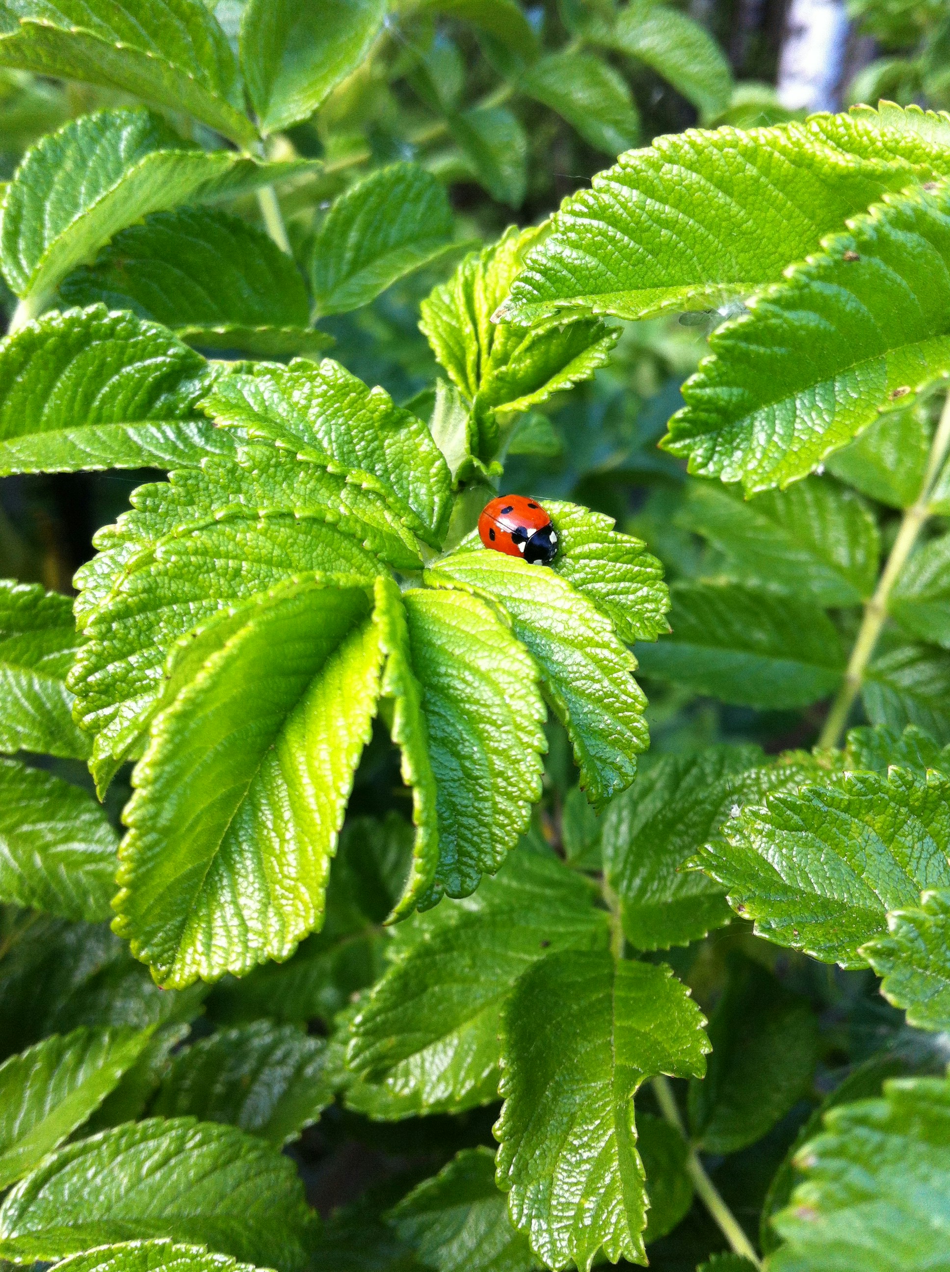 A vibrant ladybug resting on lush green leaves, showcasing the intricate details of nature's colors and textures.