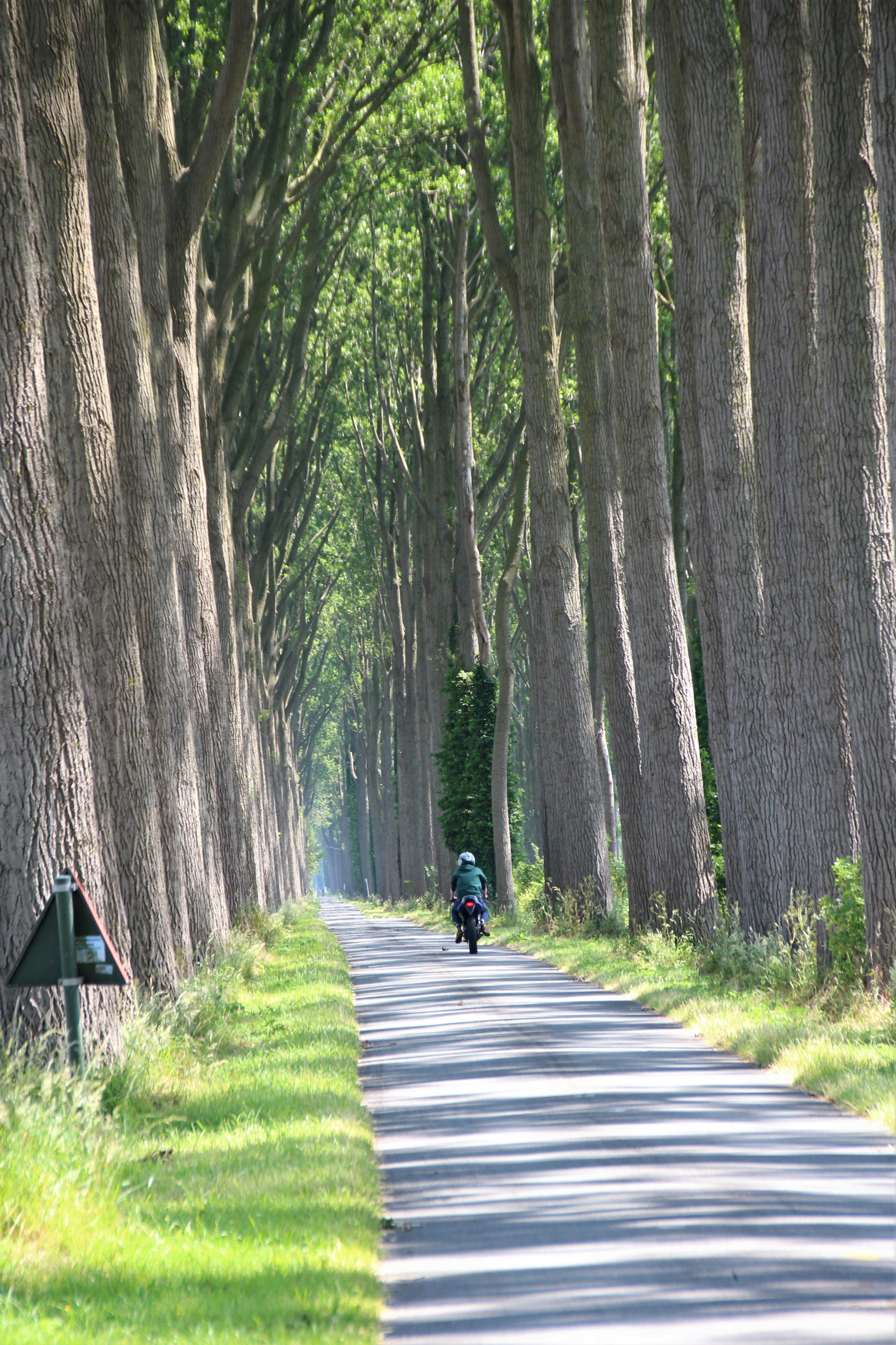 Cathedral Pines Lane: A Lone Rider Through a Sunlit Tree Tunnel