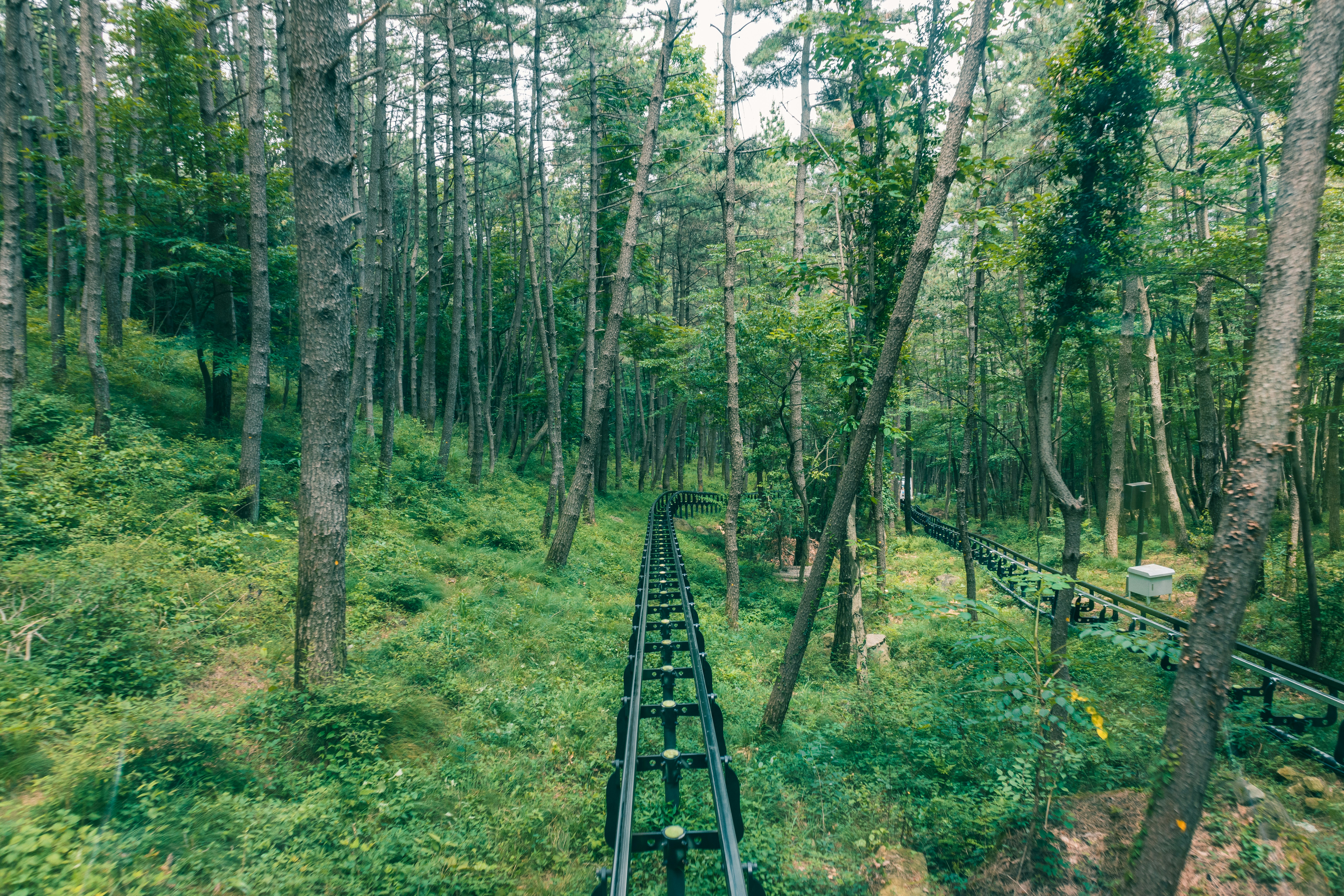 Curving roller coaster track weaving through dense forest, surrounded by tall trees and lush greenery.