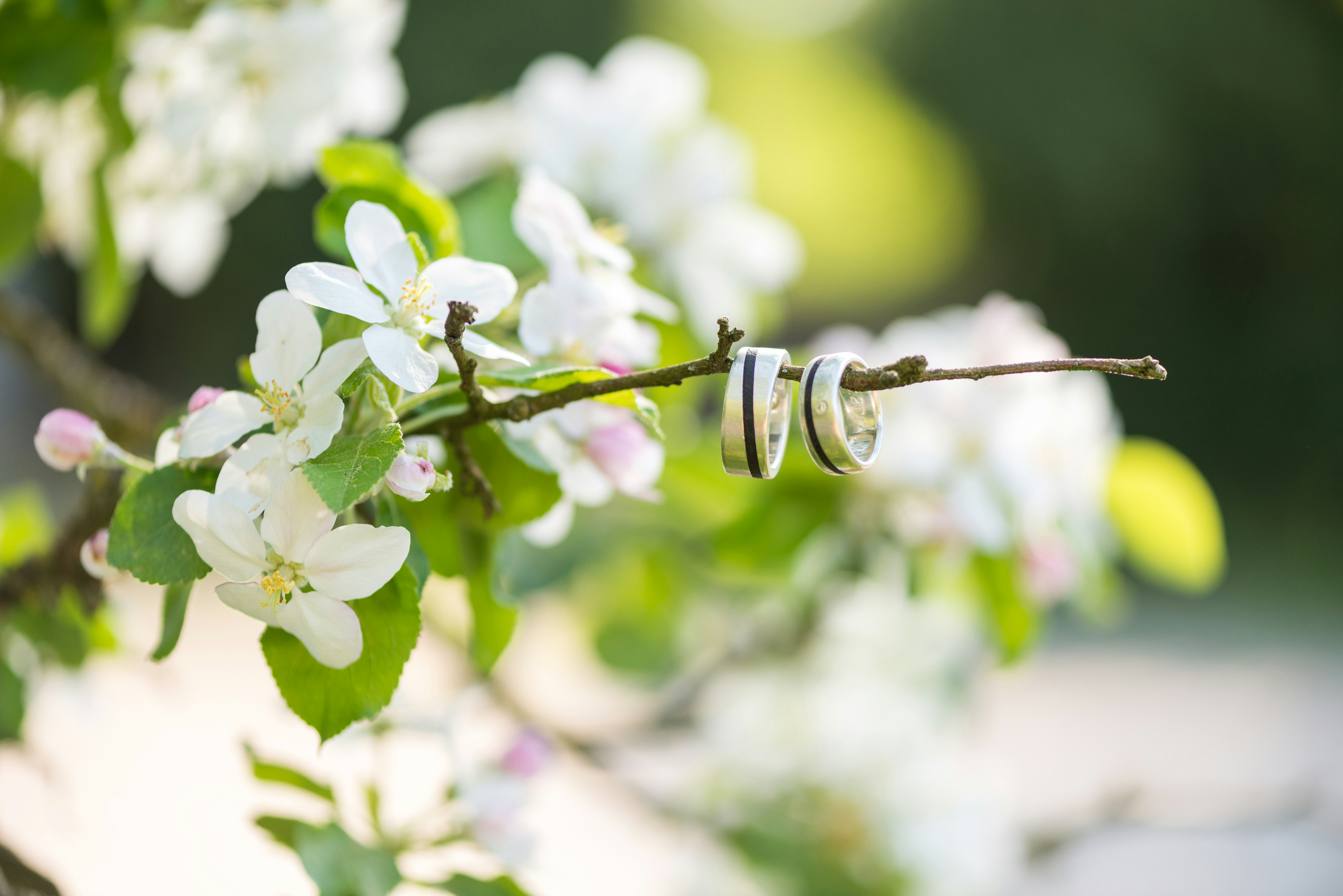 Two Rings in Bloom: A Quiet Moment on a Sunlit Branch