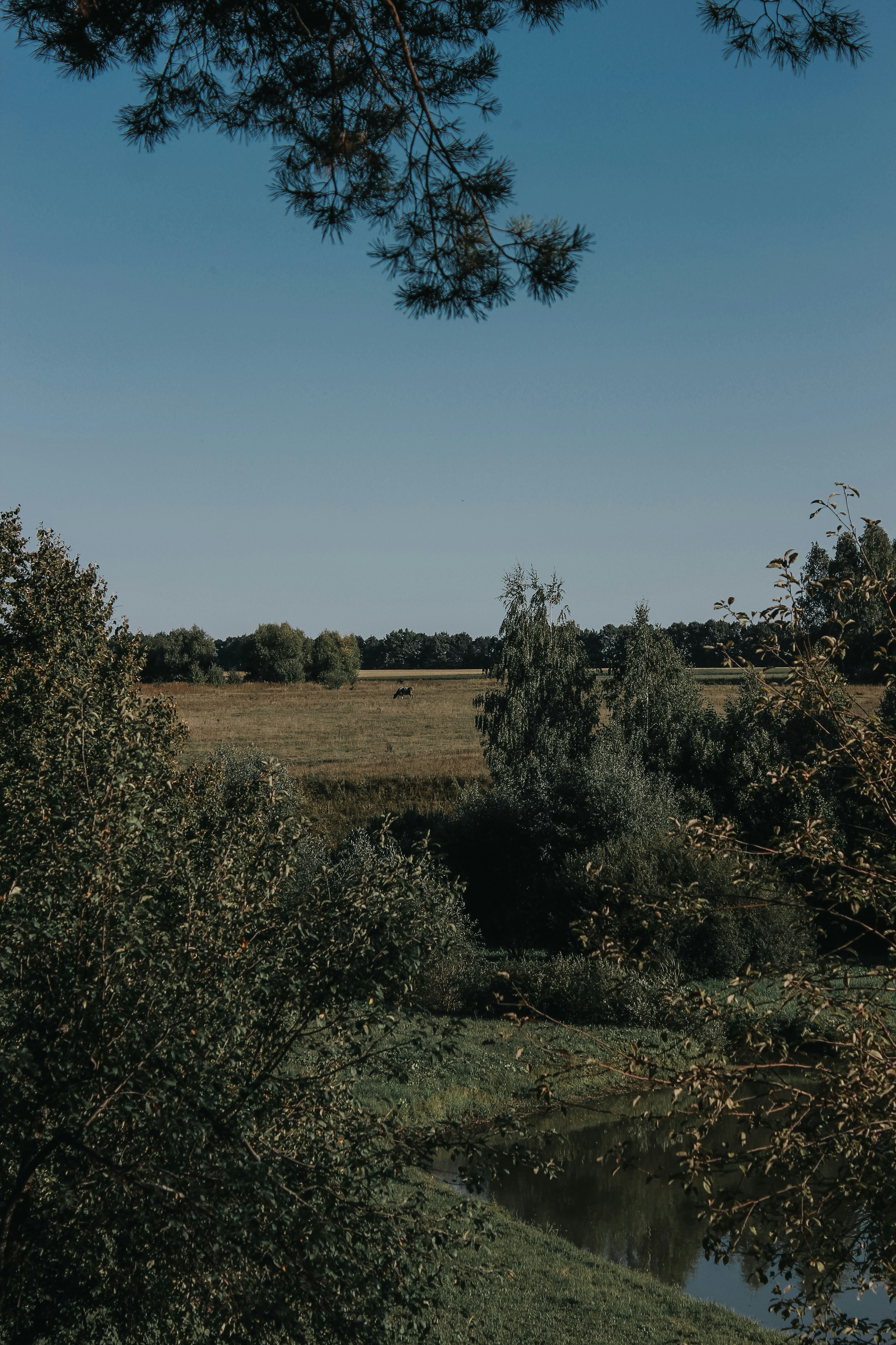 A tranquil landscape featuring a distant horse grazing in a lush field, framed by vibrant trees and a clear blue sky.