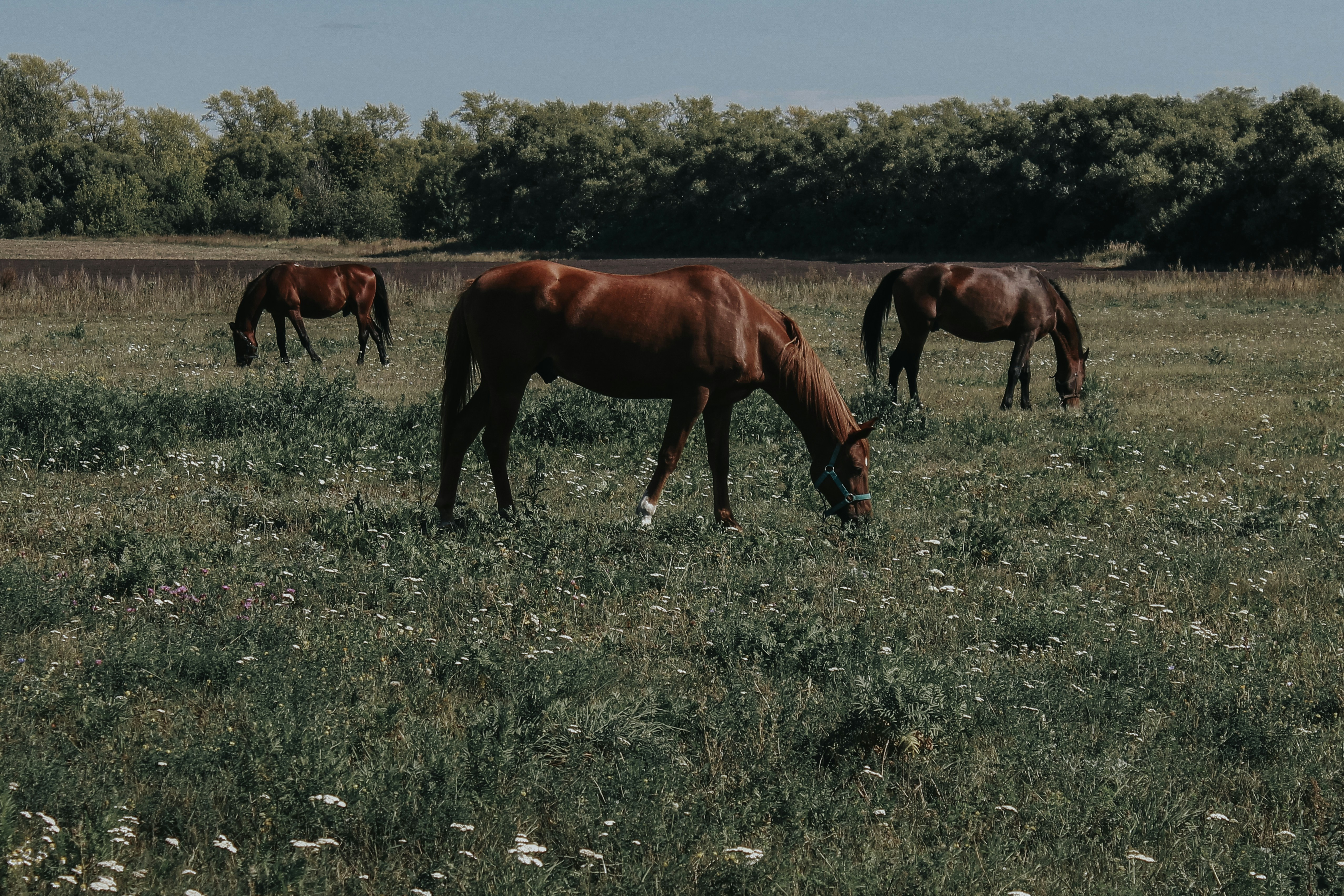 Three horses grazing peacefully in a lush green field dotted with wildflowers, surrounded by a tree line under a clear sky.