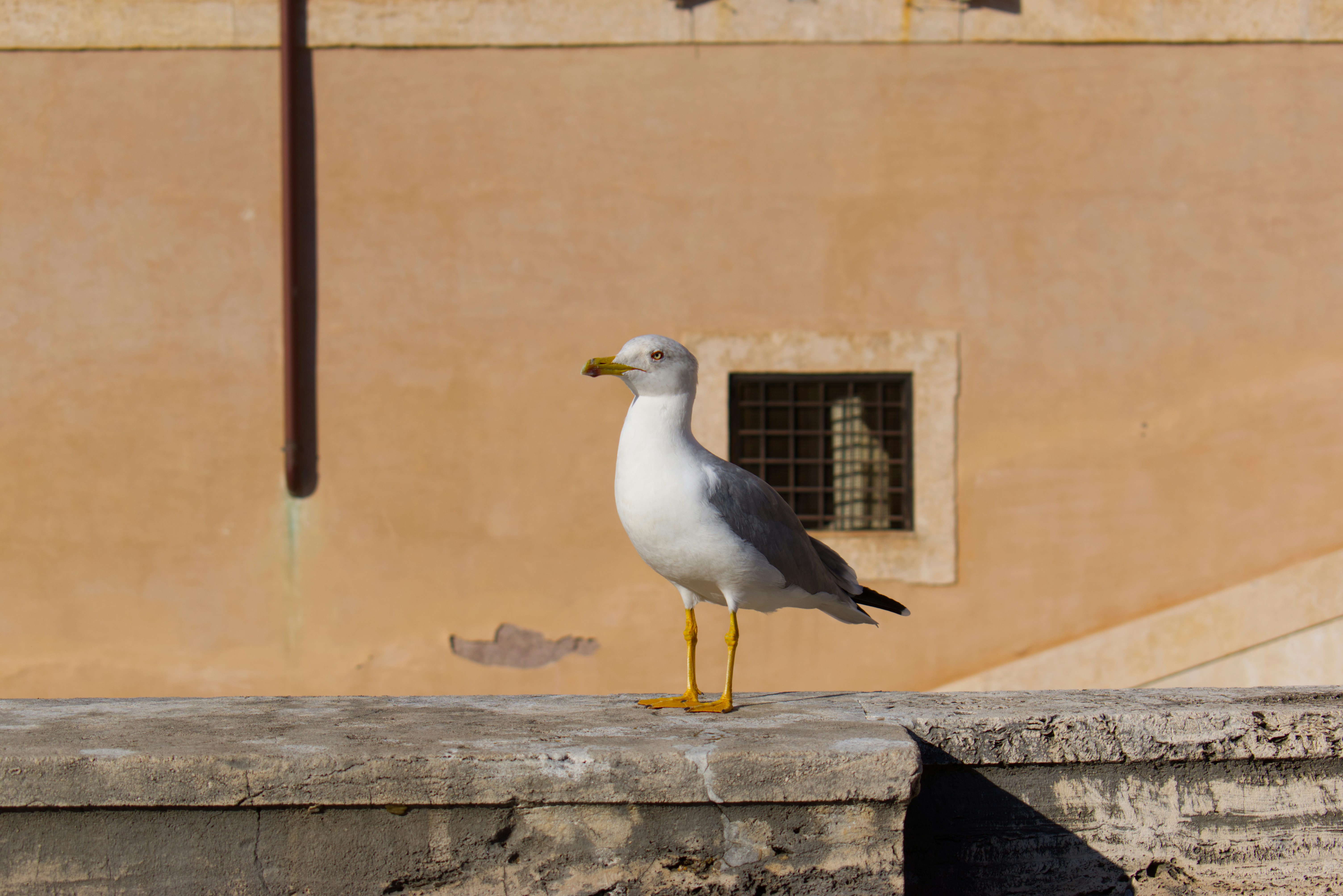 A gull in Rome, Italy.