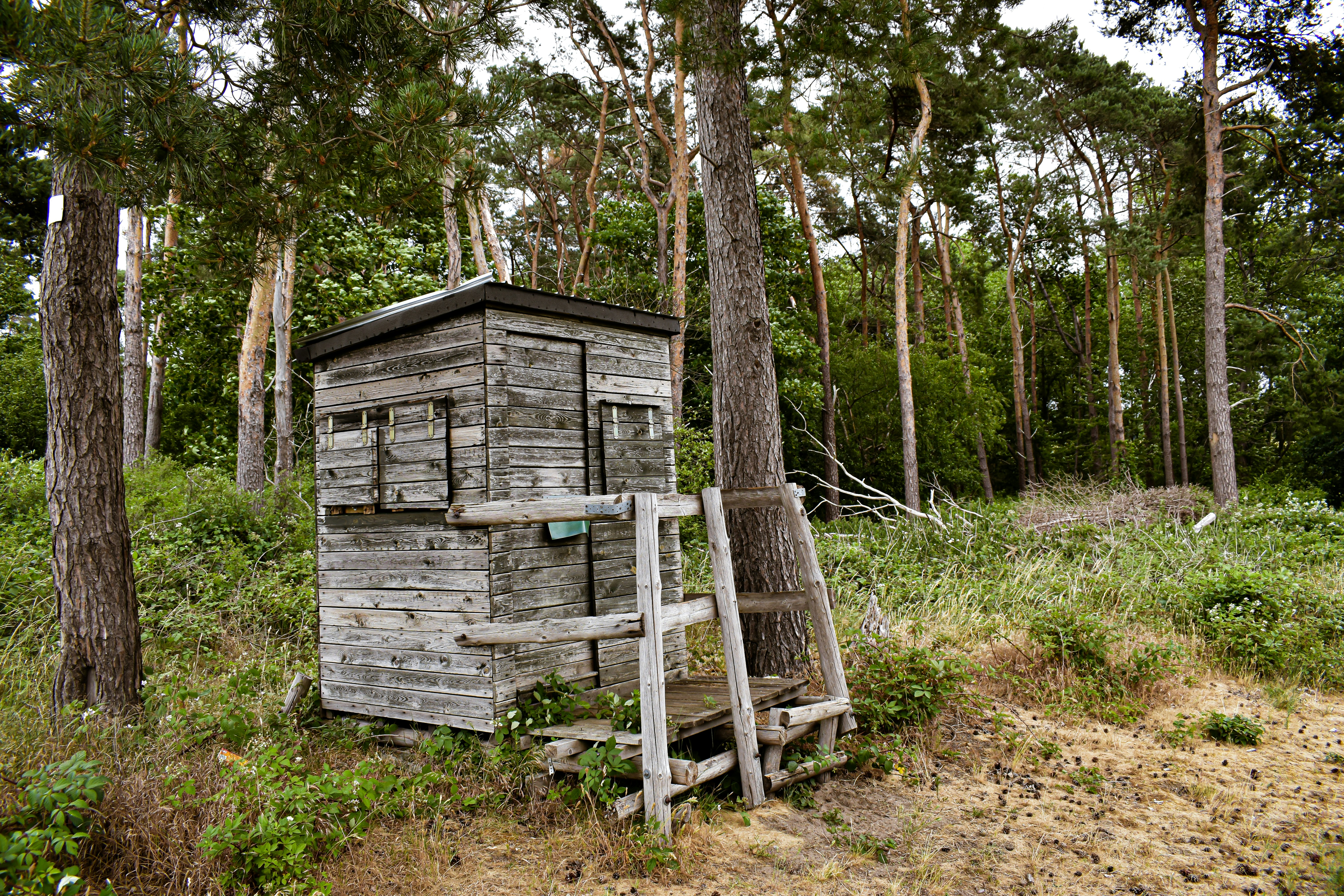 Weathered wooden watchtower nestled among tall pines and lush greenery, reflecting a serene connection to nature.