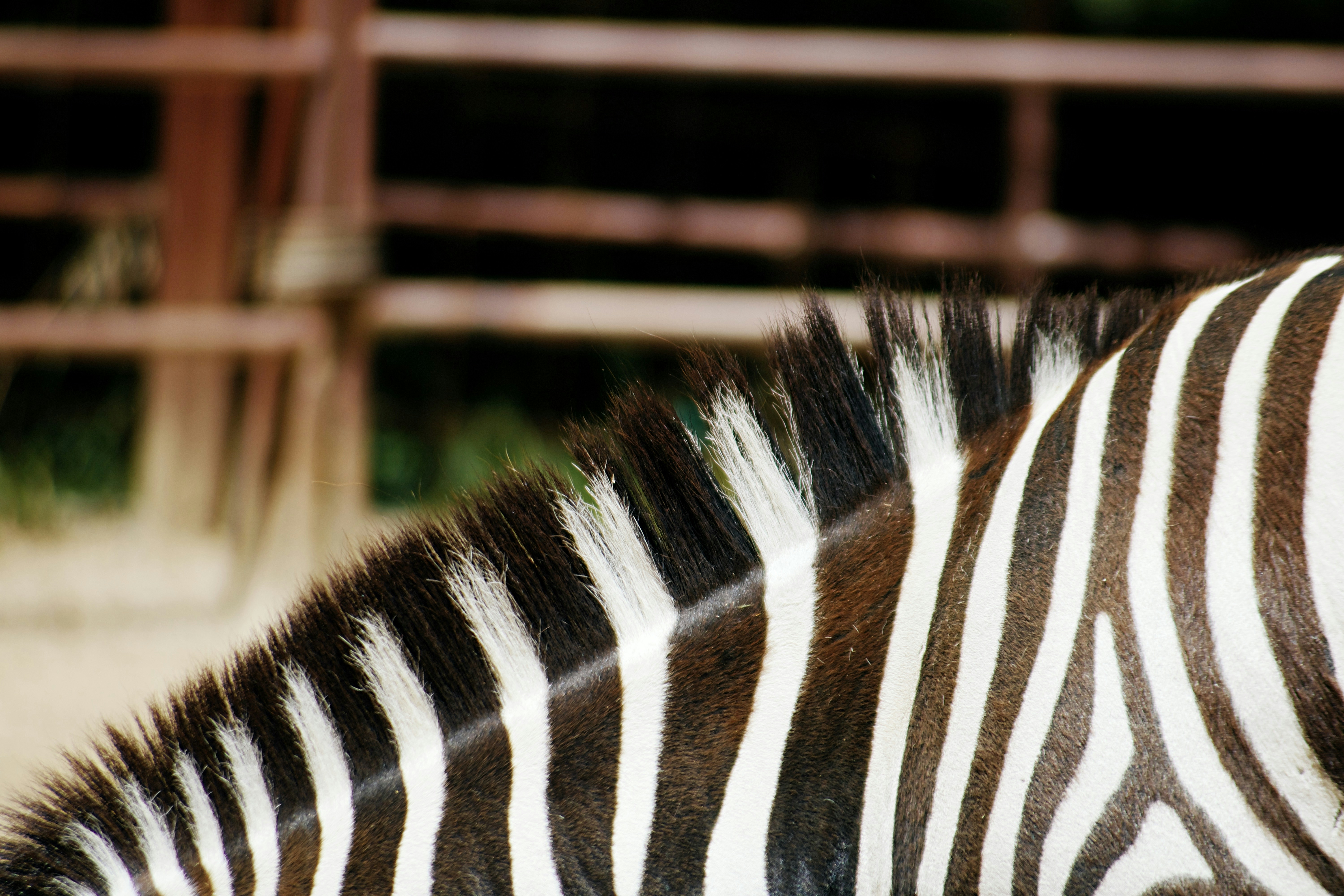 Close-up of a zebra's mane and stripes against a blurred fence background.