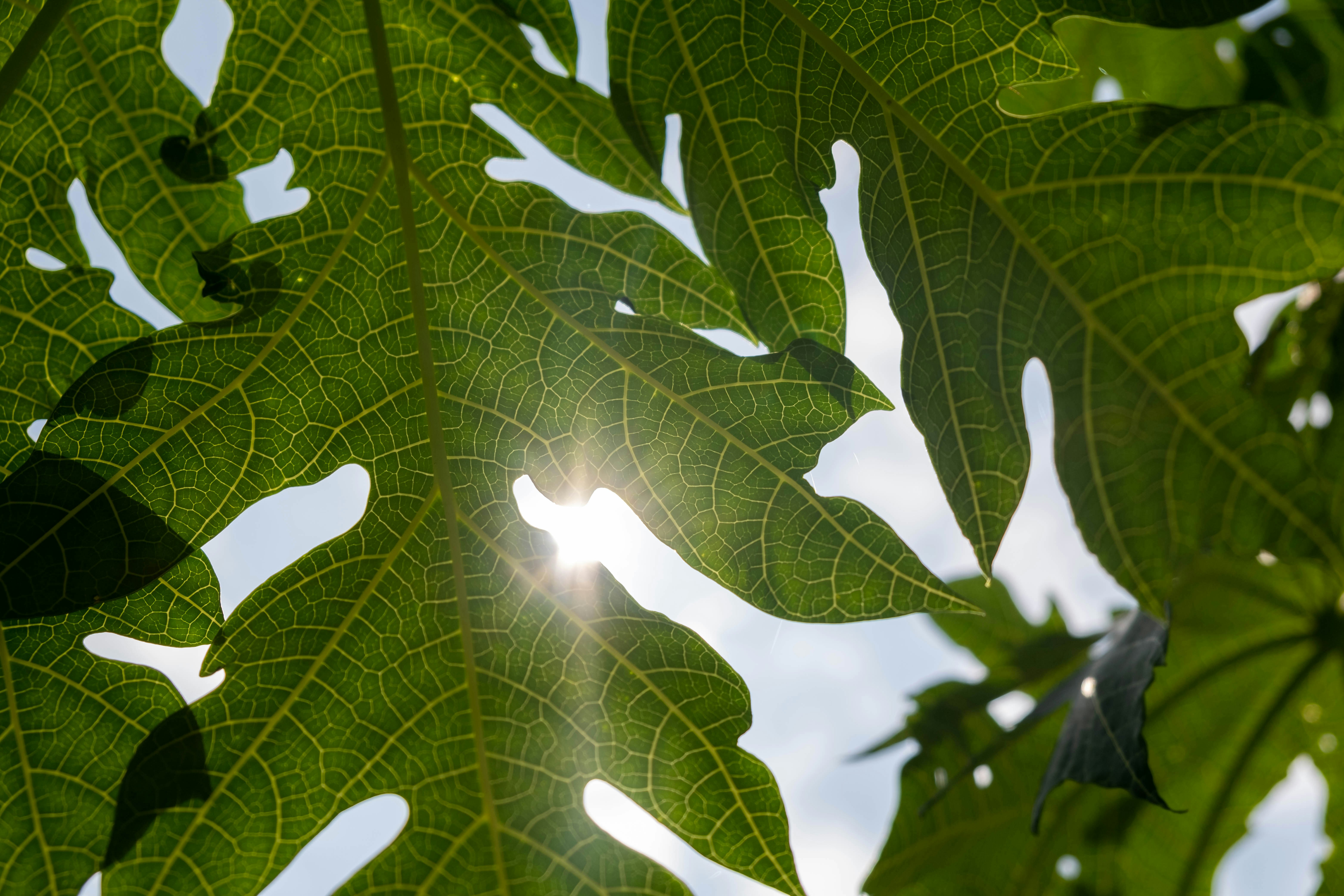 Sunlit Veins Through Backlit Fig Leaves