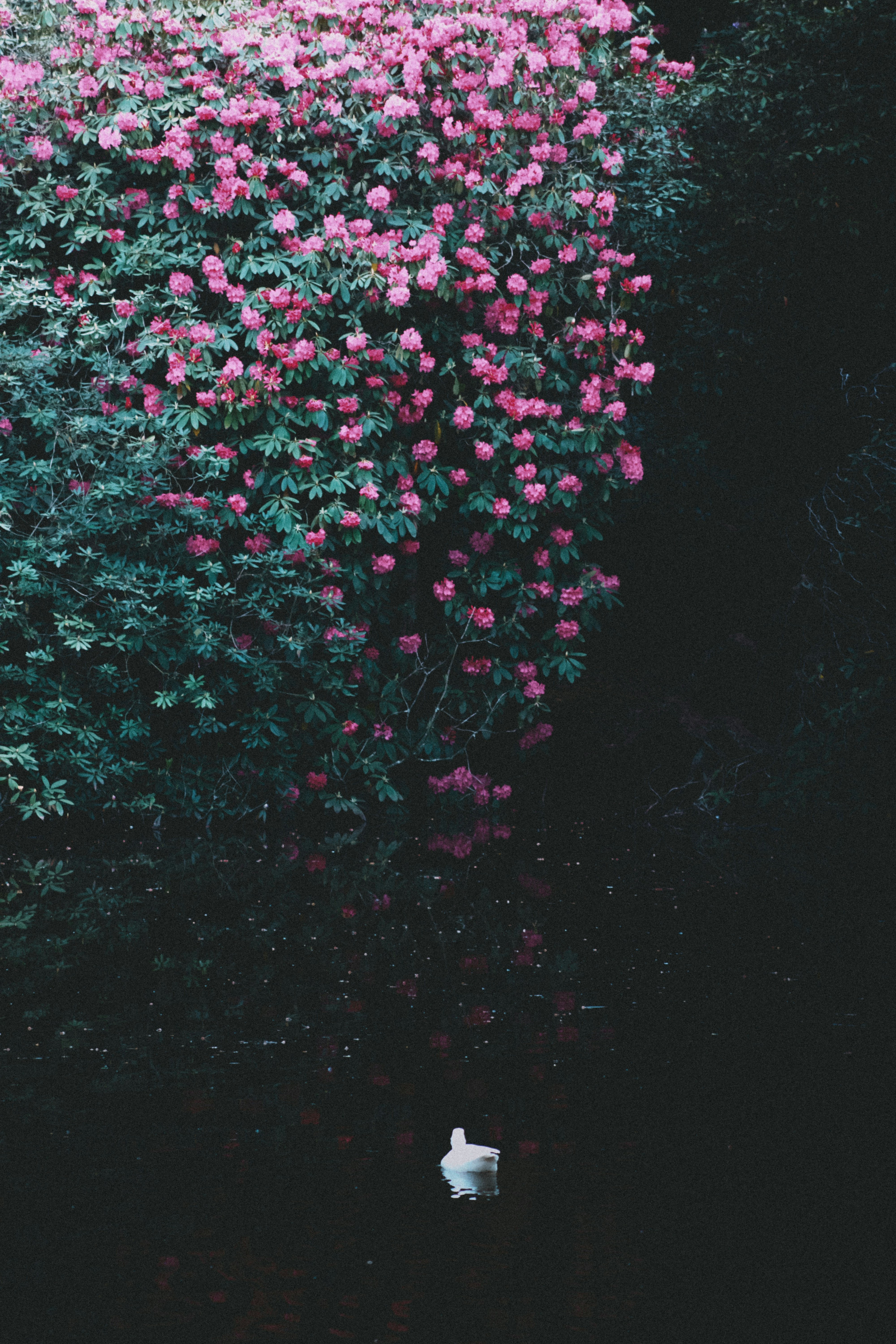 pink and white flowers on black background
