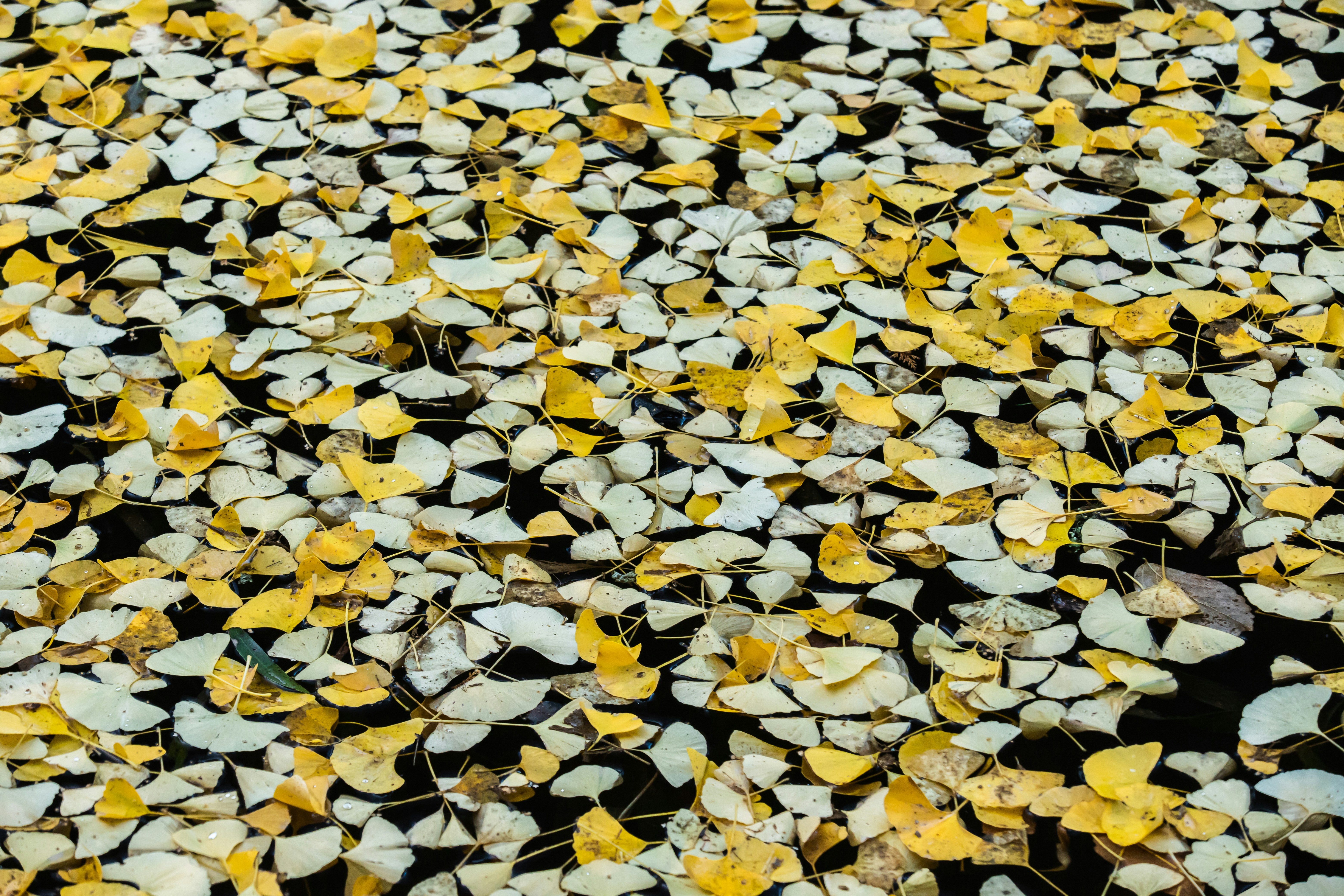 yellow and brown leaves on ground