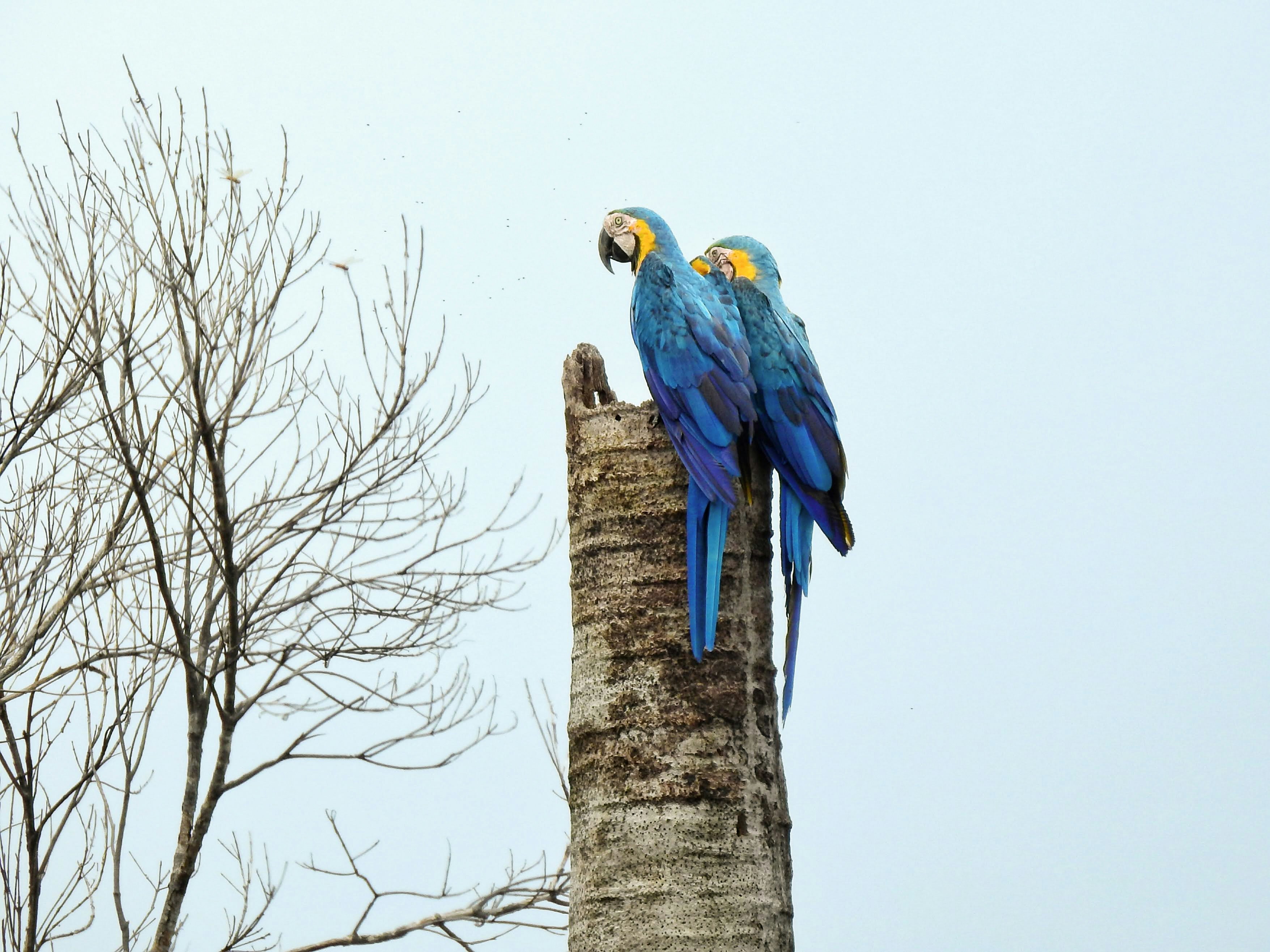 Two vibrant blue macaws perched on a weathered tree stump against a pale blue sky.