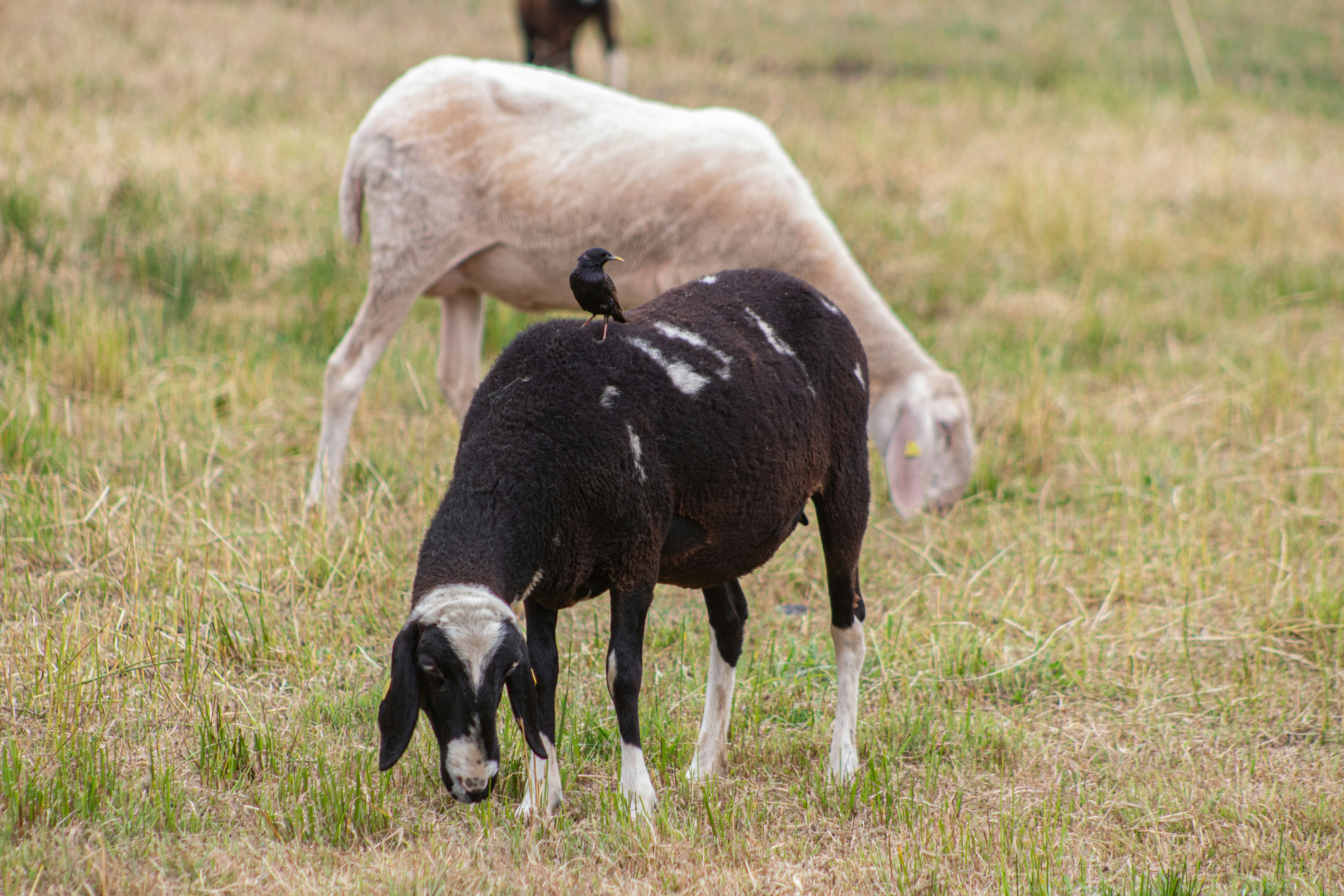 A black sheep grazes peacefully with a bird perched on its back, while a white sheep grazes nearby in a lush, grassy field.