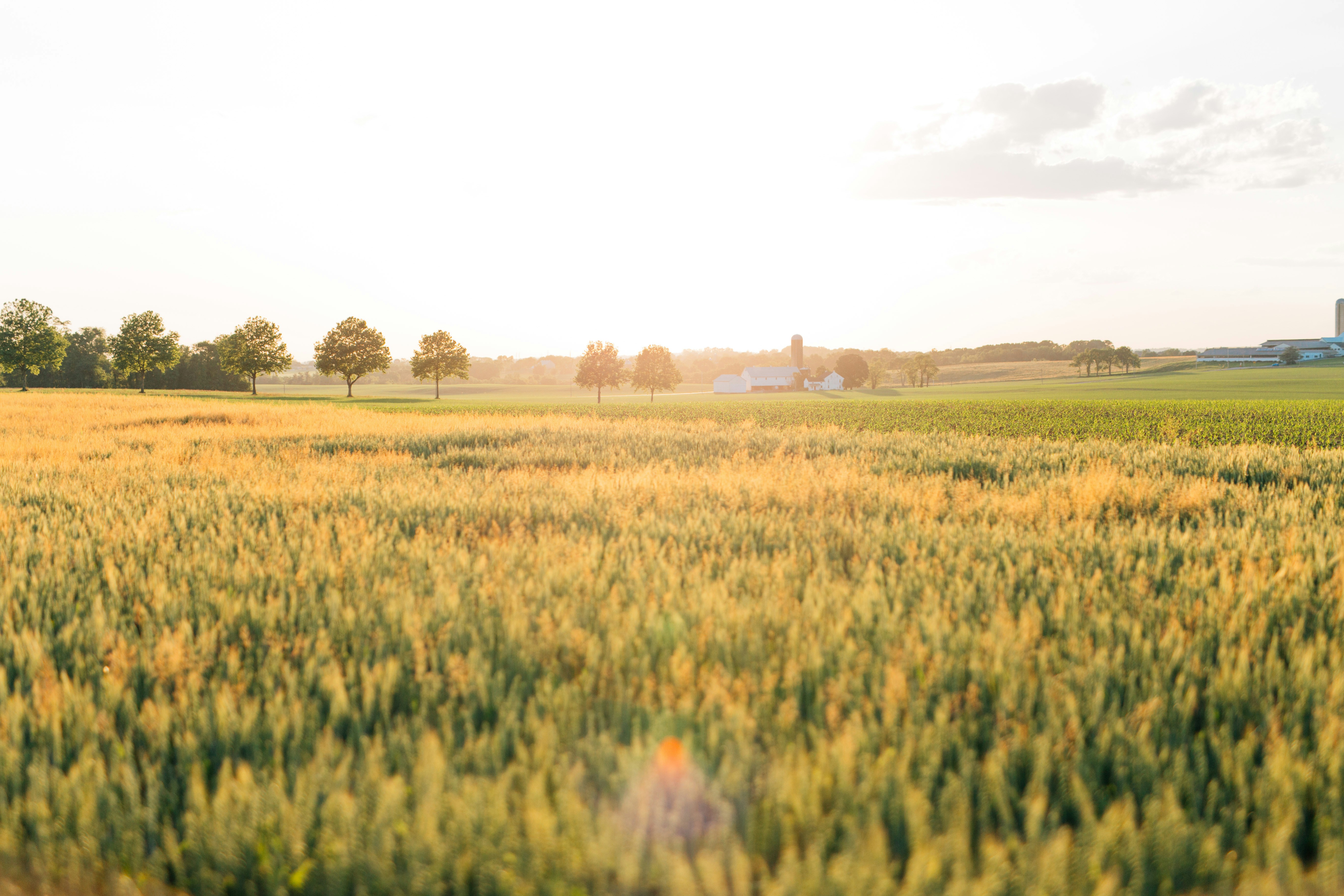 Sunrise over a vast field of golden grass with distant trees under a bright sky.