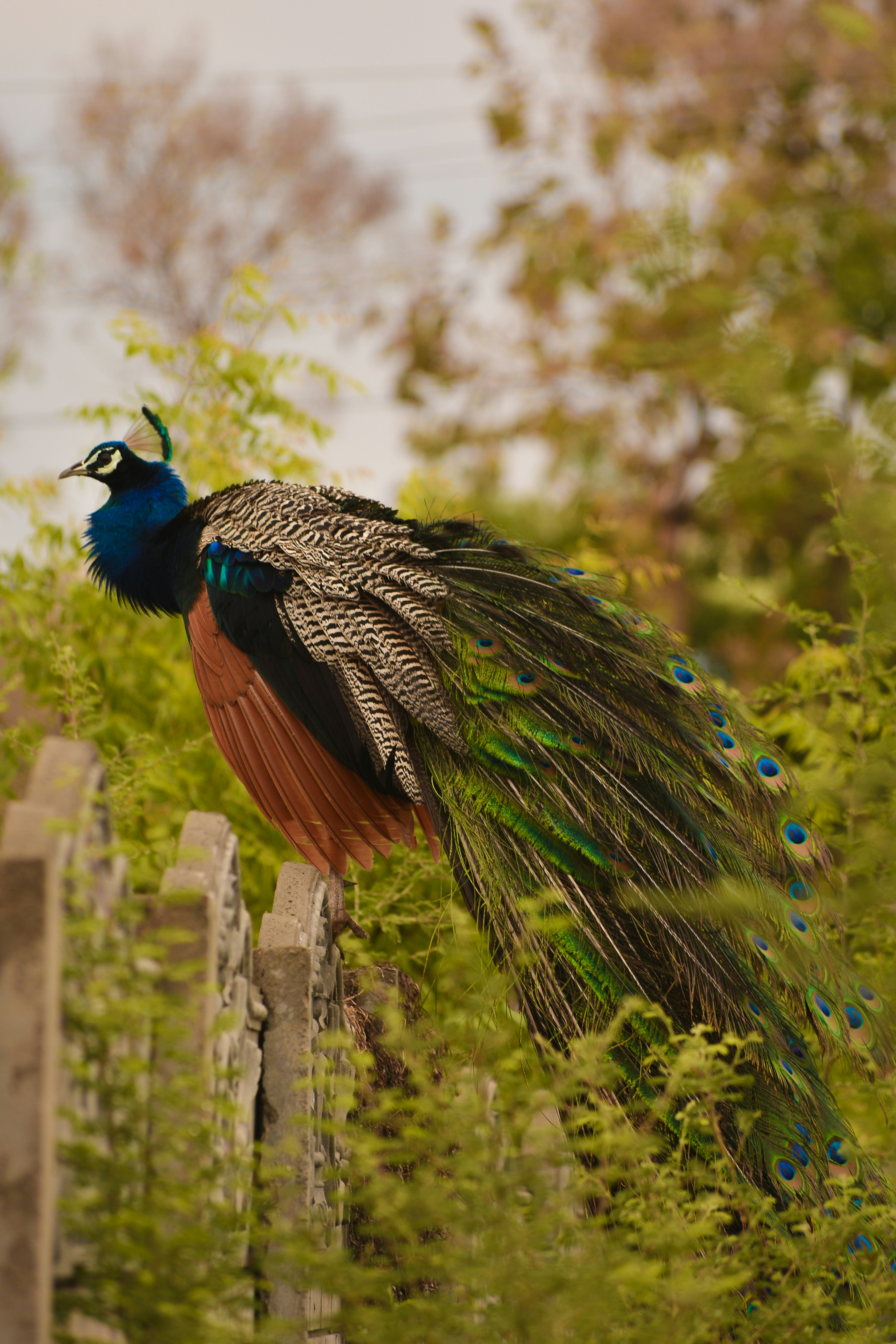 peacock on brown wooden fence during daytime