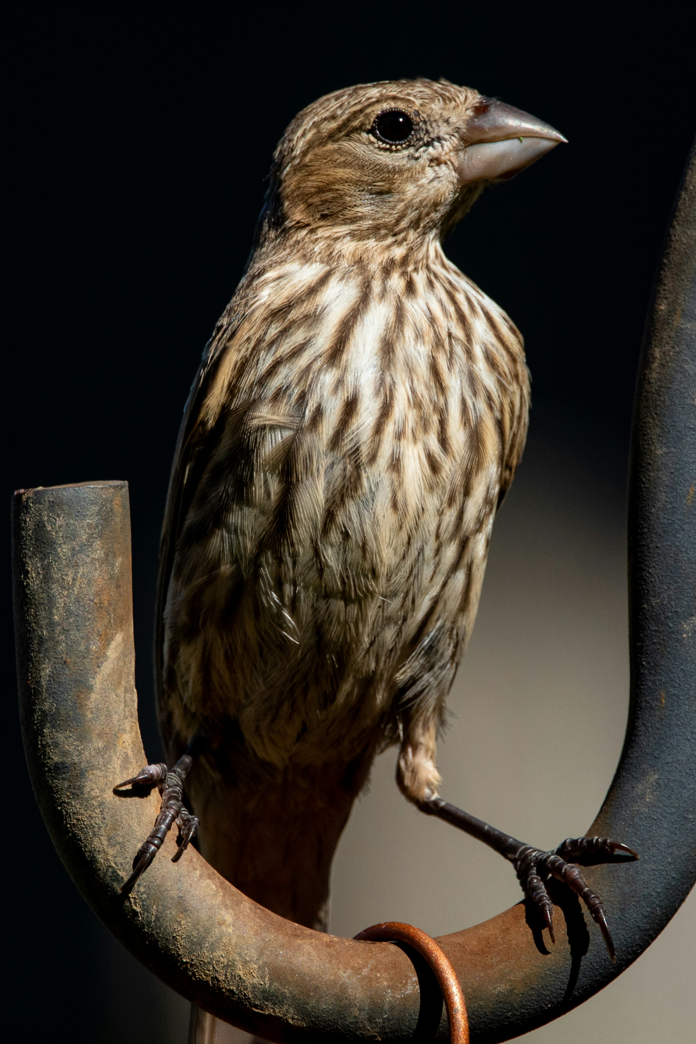 A close-up of a songbird perched on a rusty hook, showcasing its intricate feather patterns and attentive gaze.